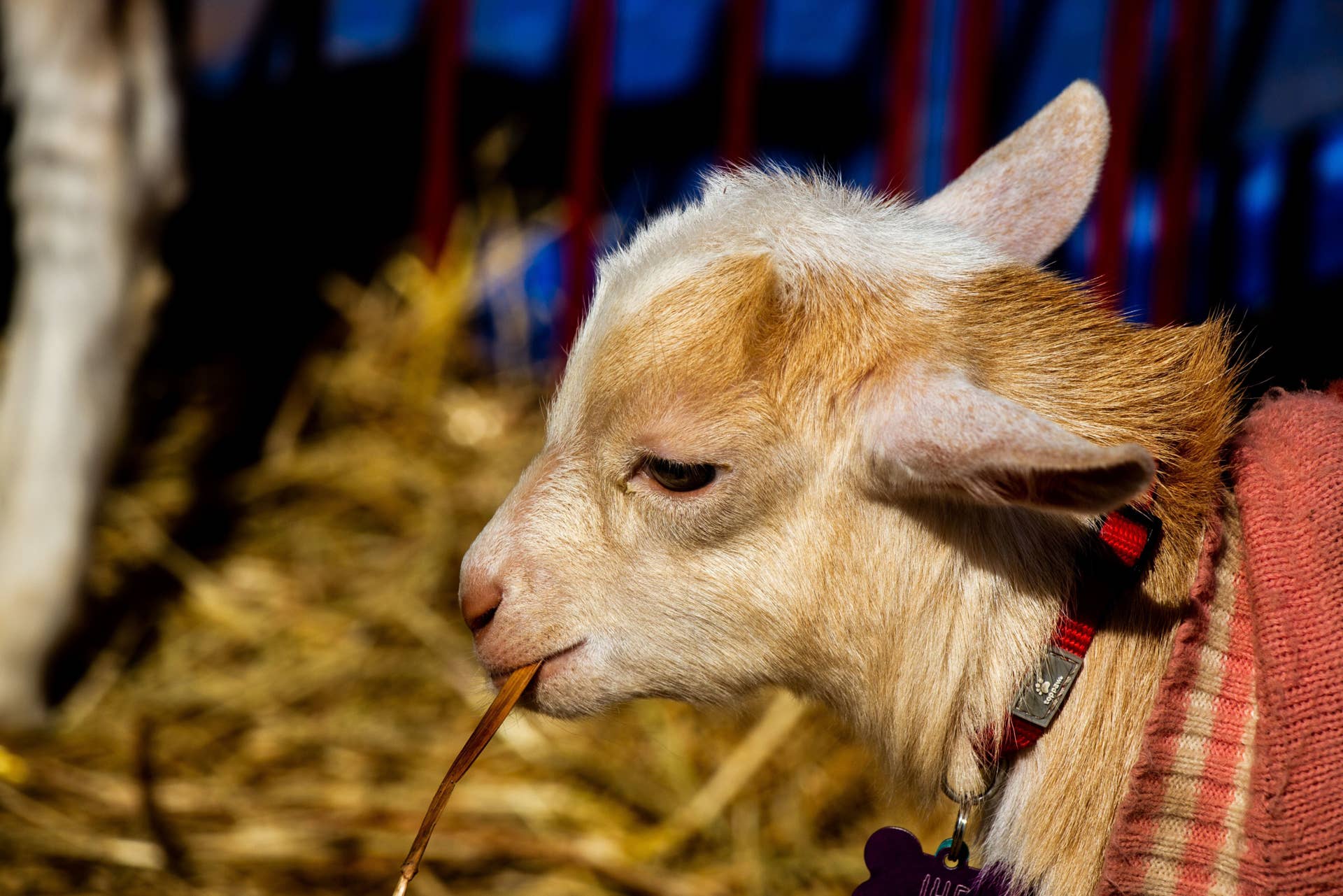 People Can't Get Over Precious Baby Goat's Adorable Underbite - PetHelpful
