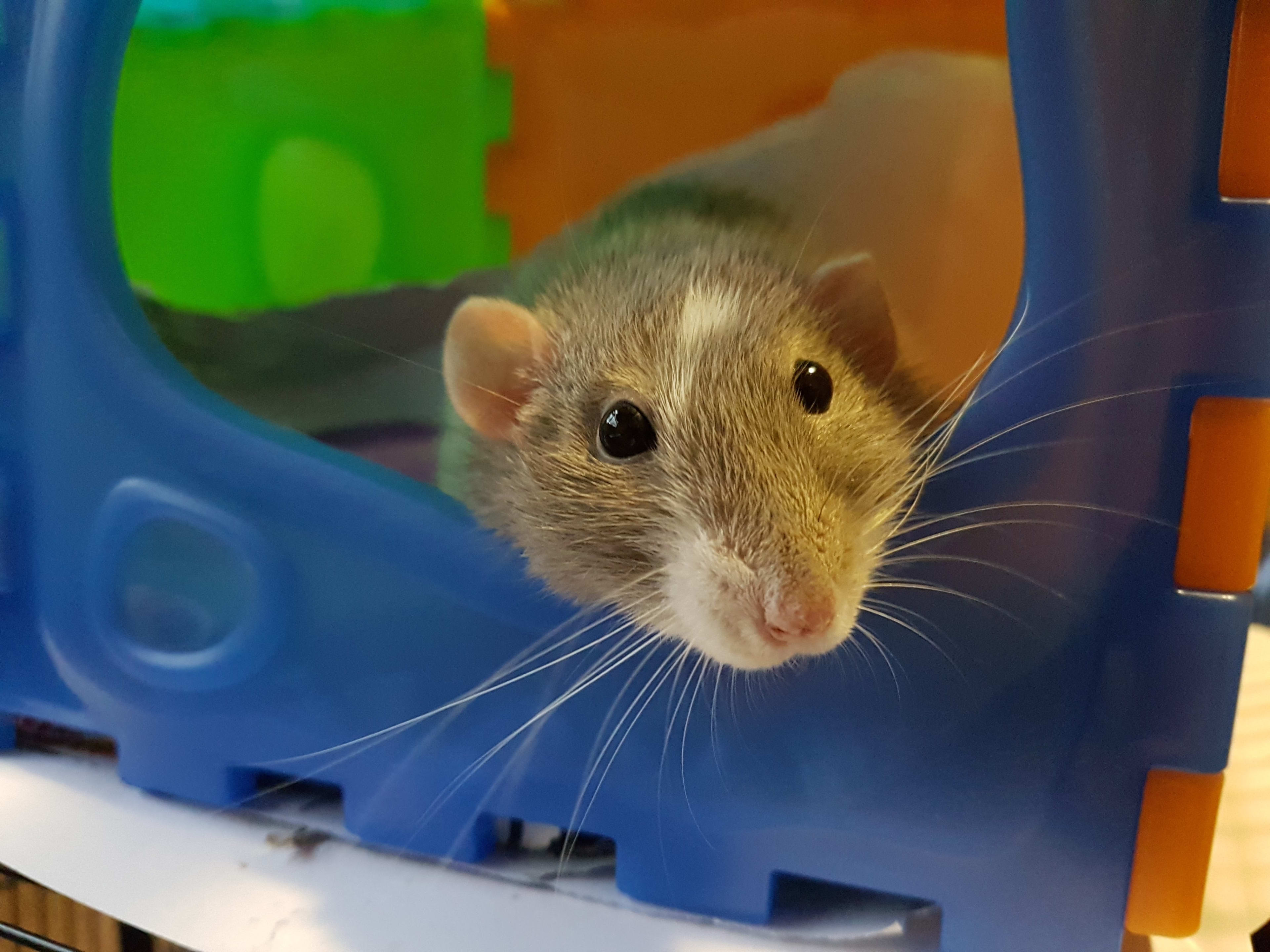 Pet Rats: Male or Female? - PetHelpful