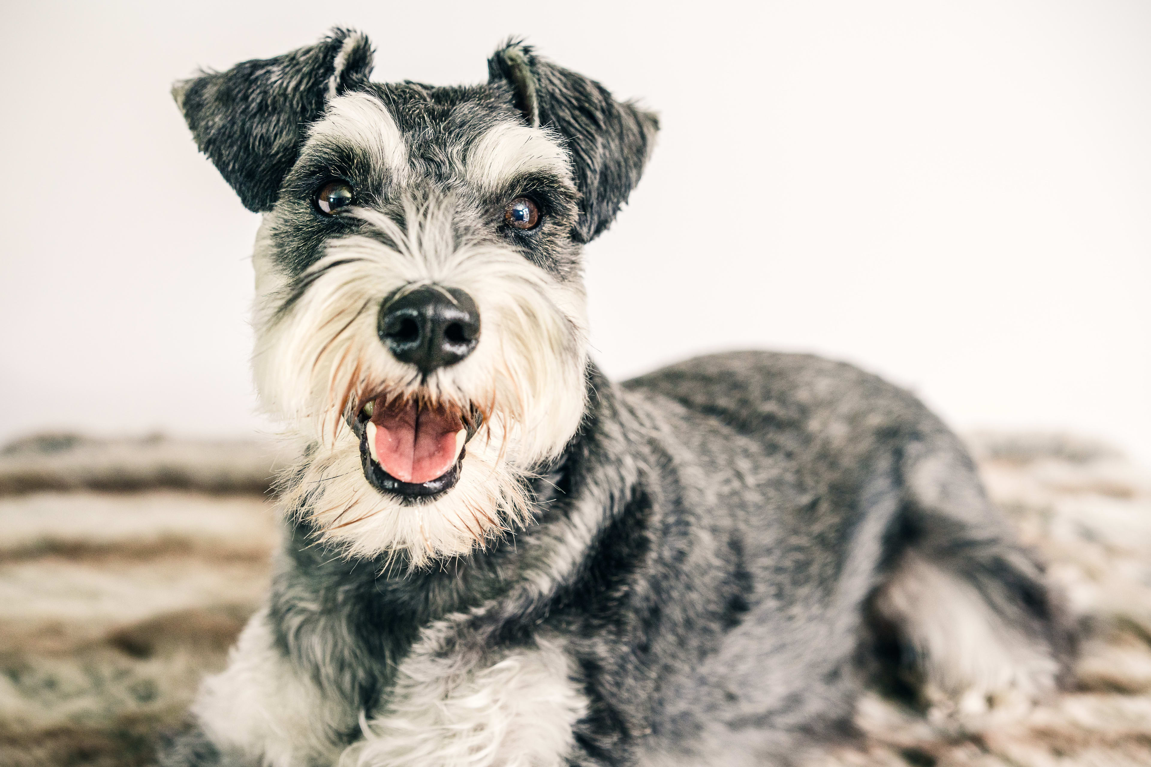 The 3 Schnauzer Types (and More About This Dog Breed) - PetHelpful