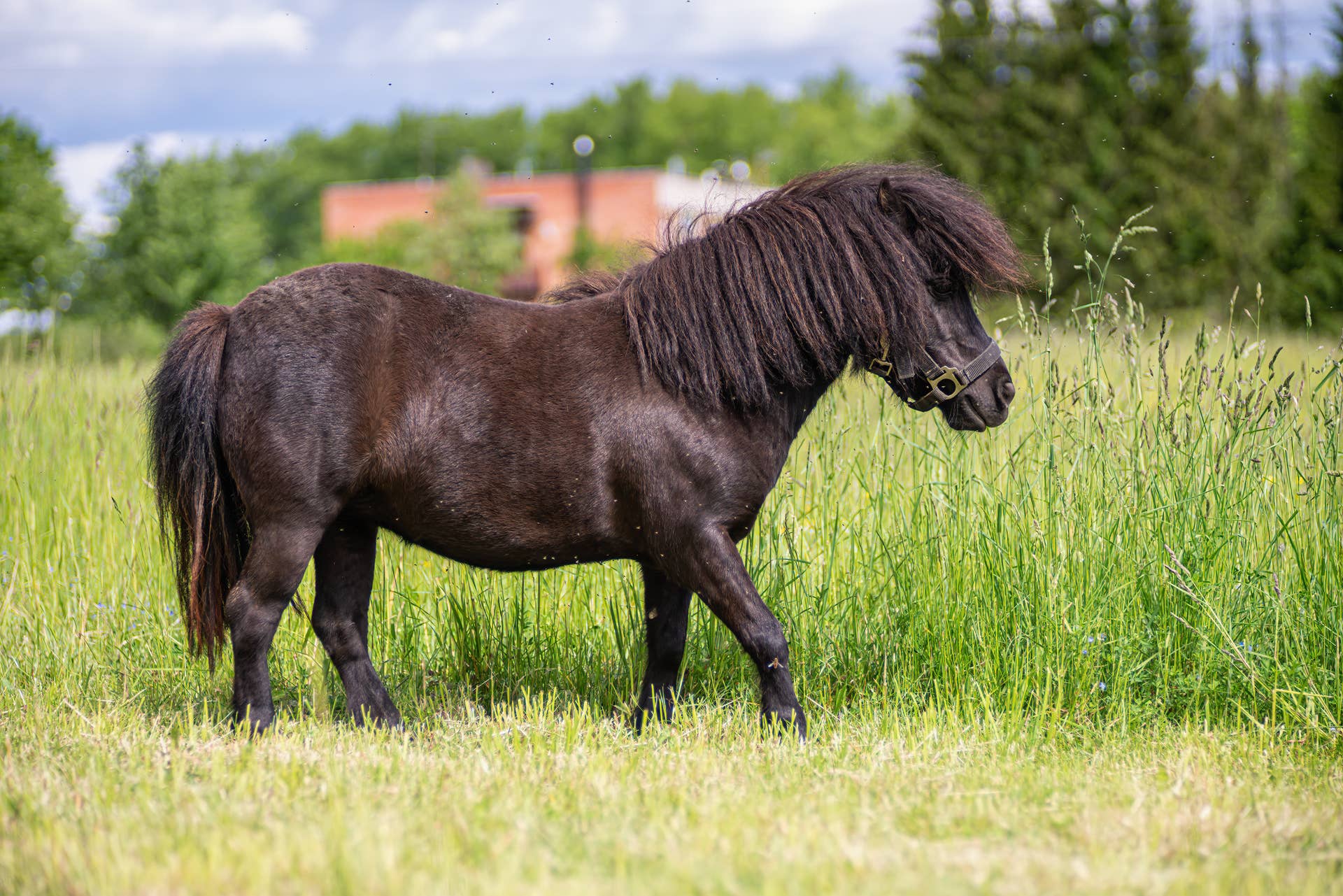 Mini Pony Trying to Get Horse’s Attention Is Cracking Everybody Up ...