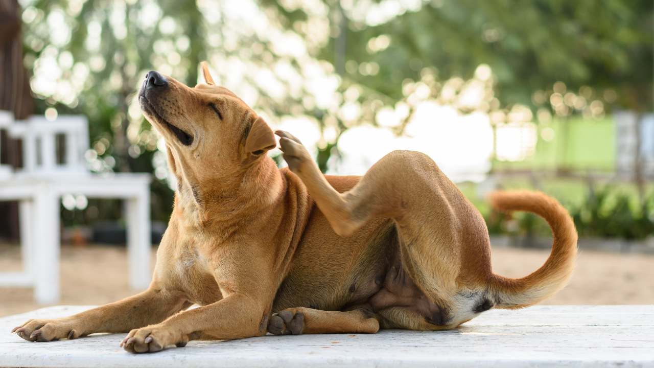 Are There Alternatives to Apoquel? 11 Options for Your Dog - PetHelpful