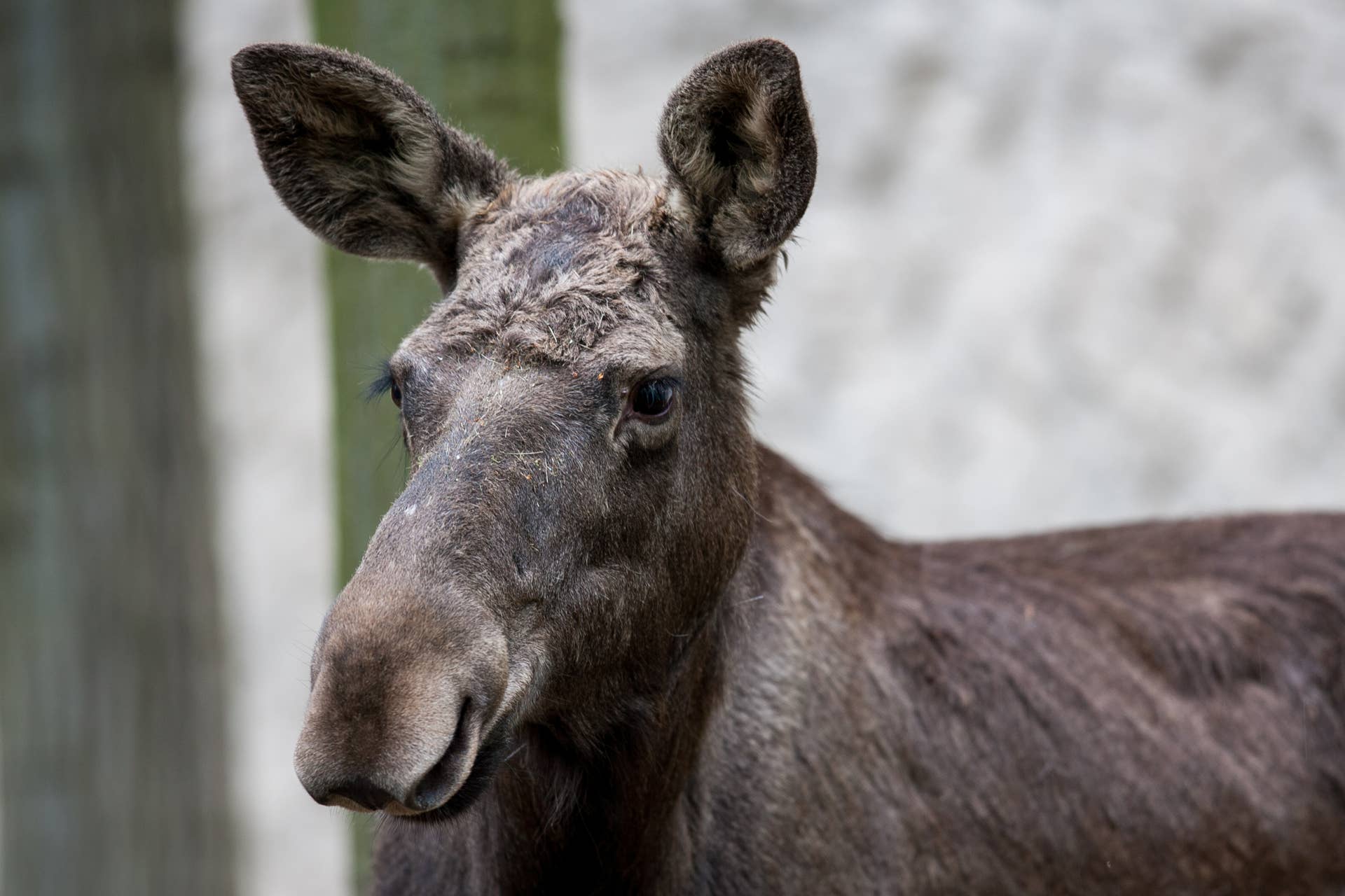 Moose