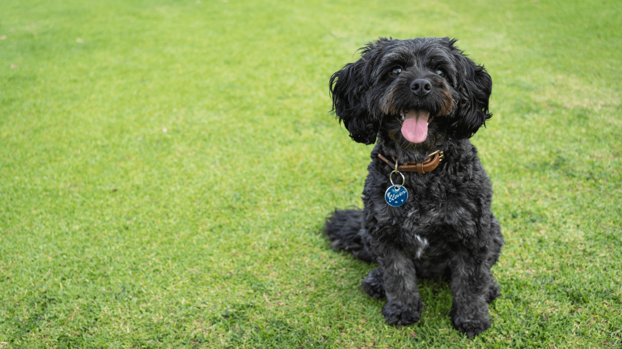 Retained Puppy Teeth: When and Why to Remove Milk Teeth - PetHelpful