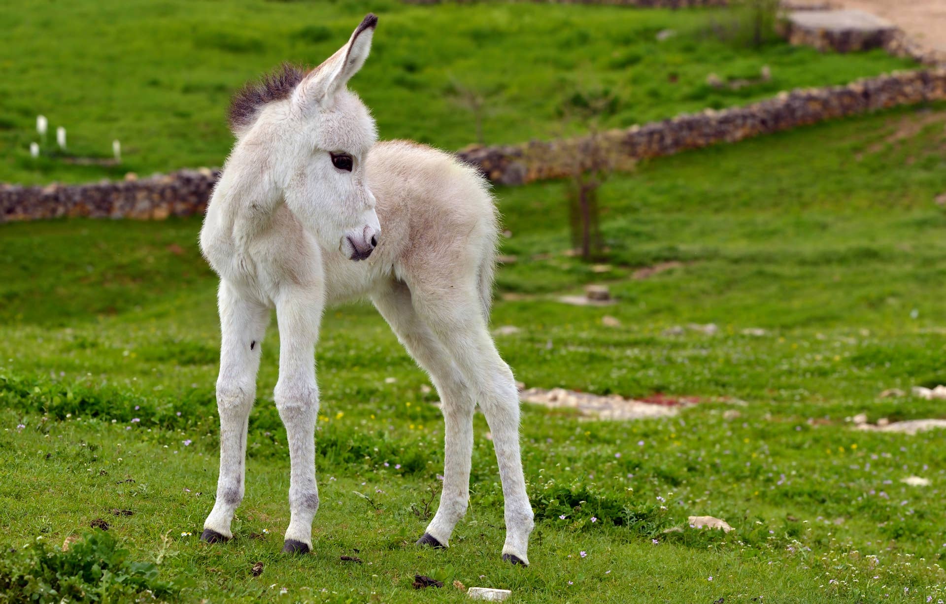Baby Donkey Loves Being Held Like a Human Baby and Everyone's in Love ...