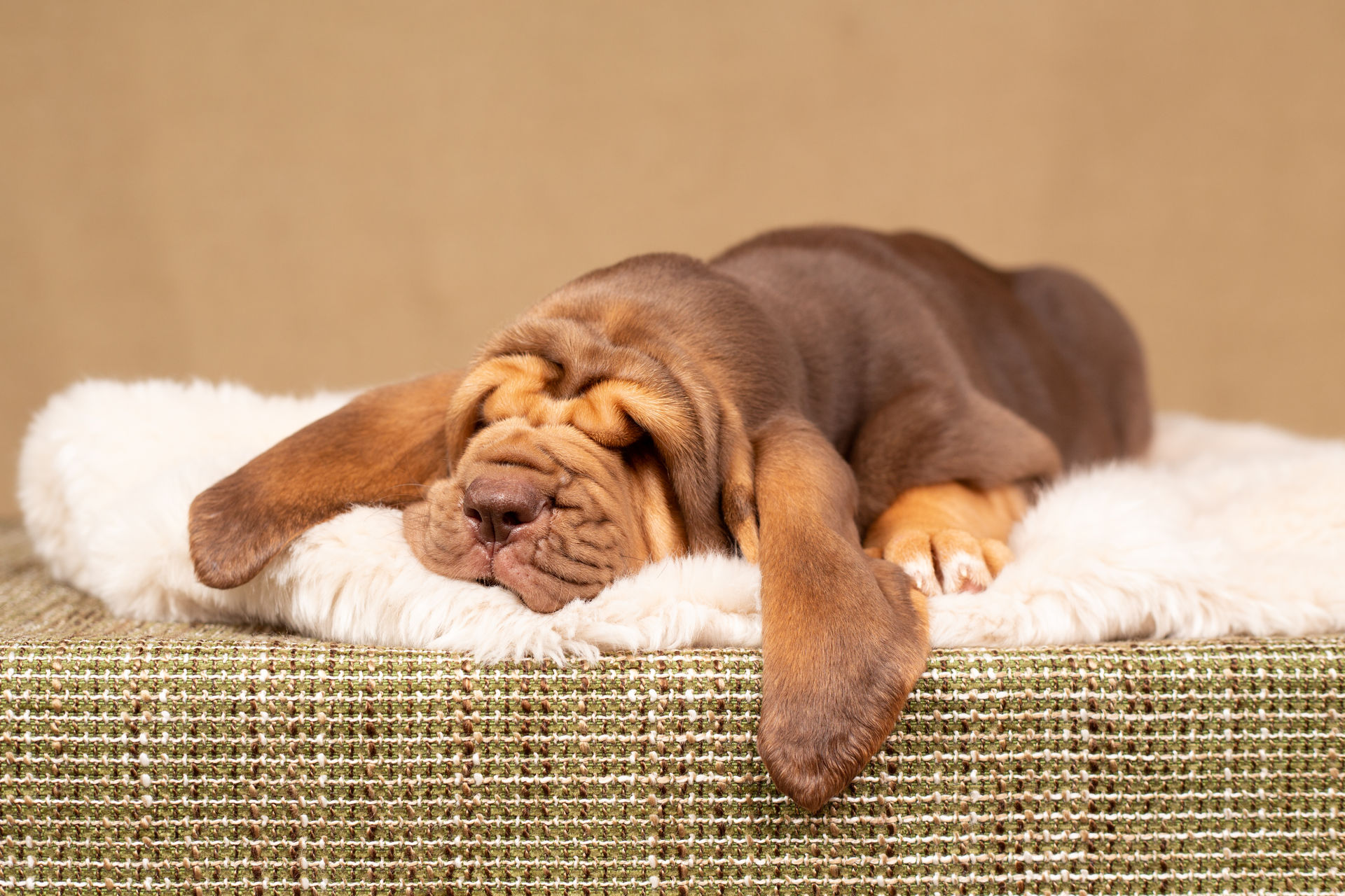 Bloodhound’s 'Wabi-Sabi' Face Is Sending the Entire Internet - PetHelpful