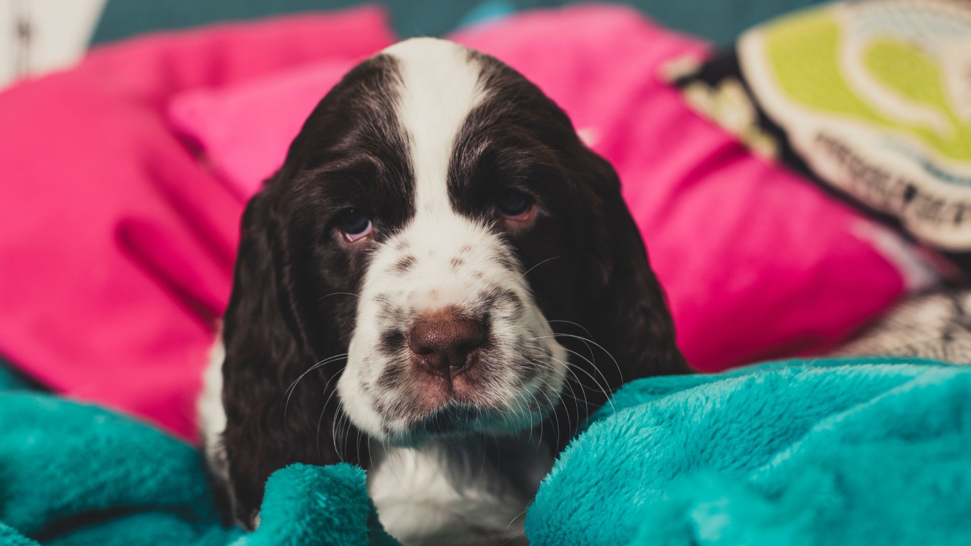 English Springer Spaniel Eye Color English Springer Spaniel Puppy With