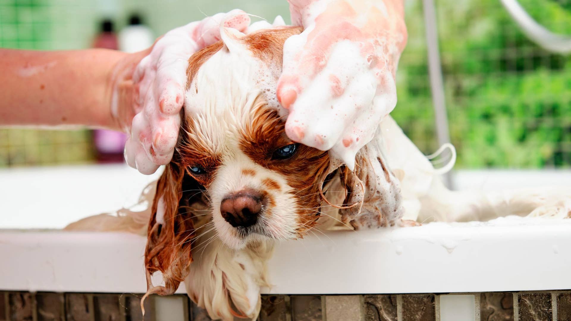 The American Cocker Spaniel: A Comprehensive Guide