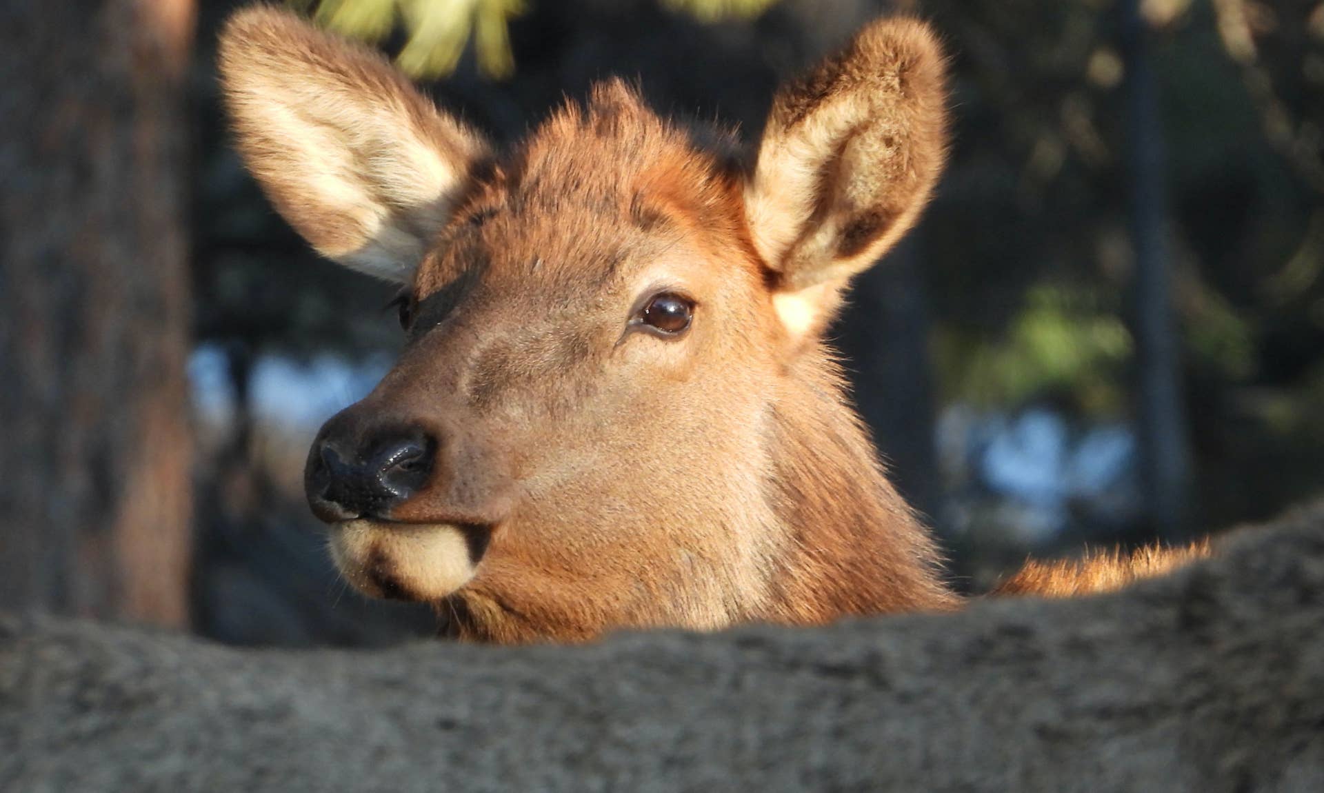 Elk