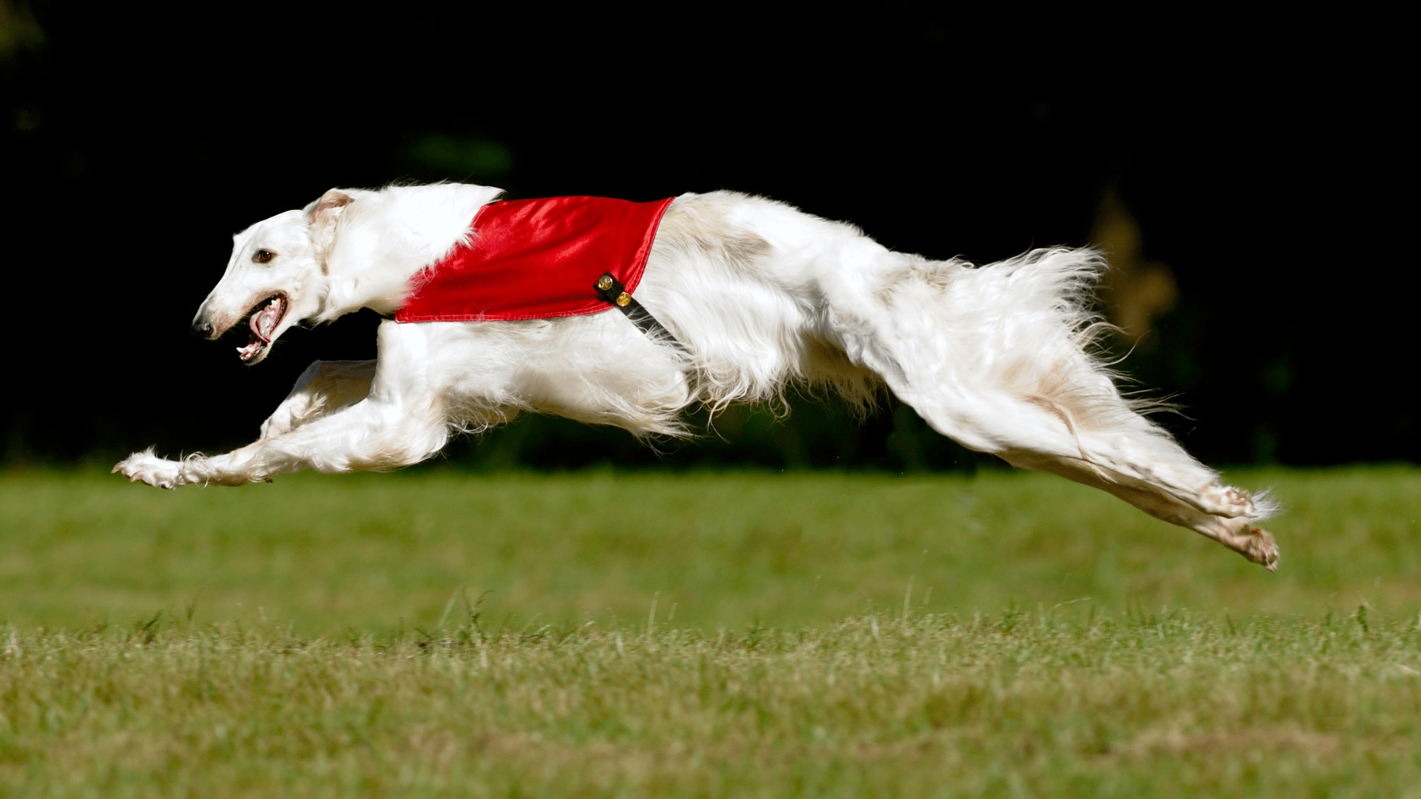 Unveil the Enchanting World of Borzois: A Complete Breed Guide - PetHelpful