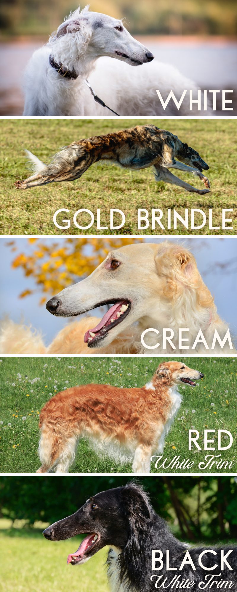 Unveil the Enchanting World of Borzois: A Complete Breed Guide - PetHelpful