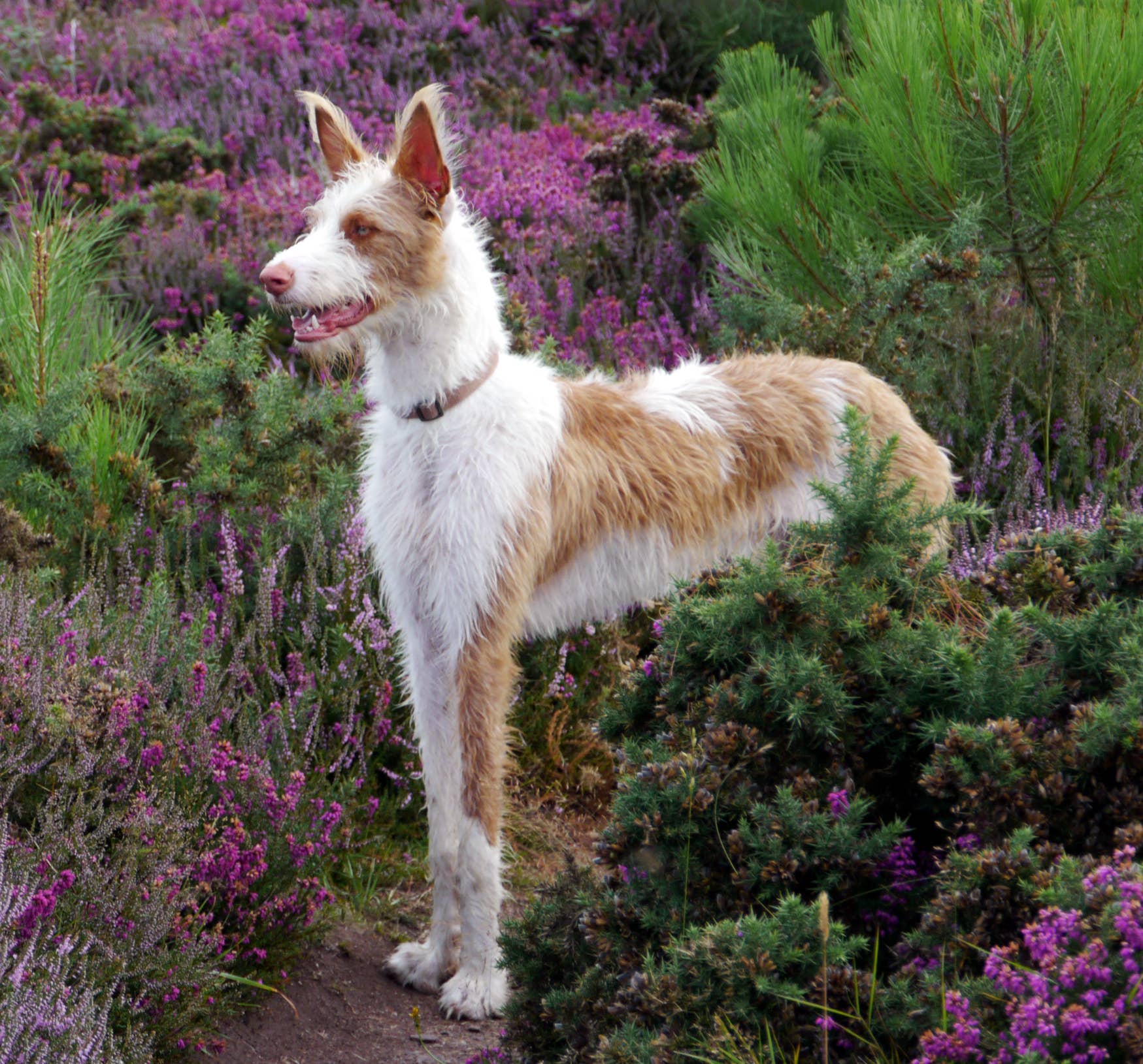 Ibizan Hounds Unveiled: A Complete Guide to This Ancient and Graceful ...