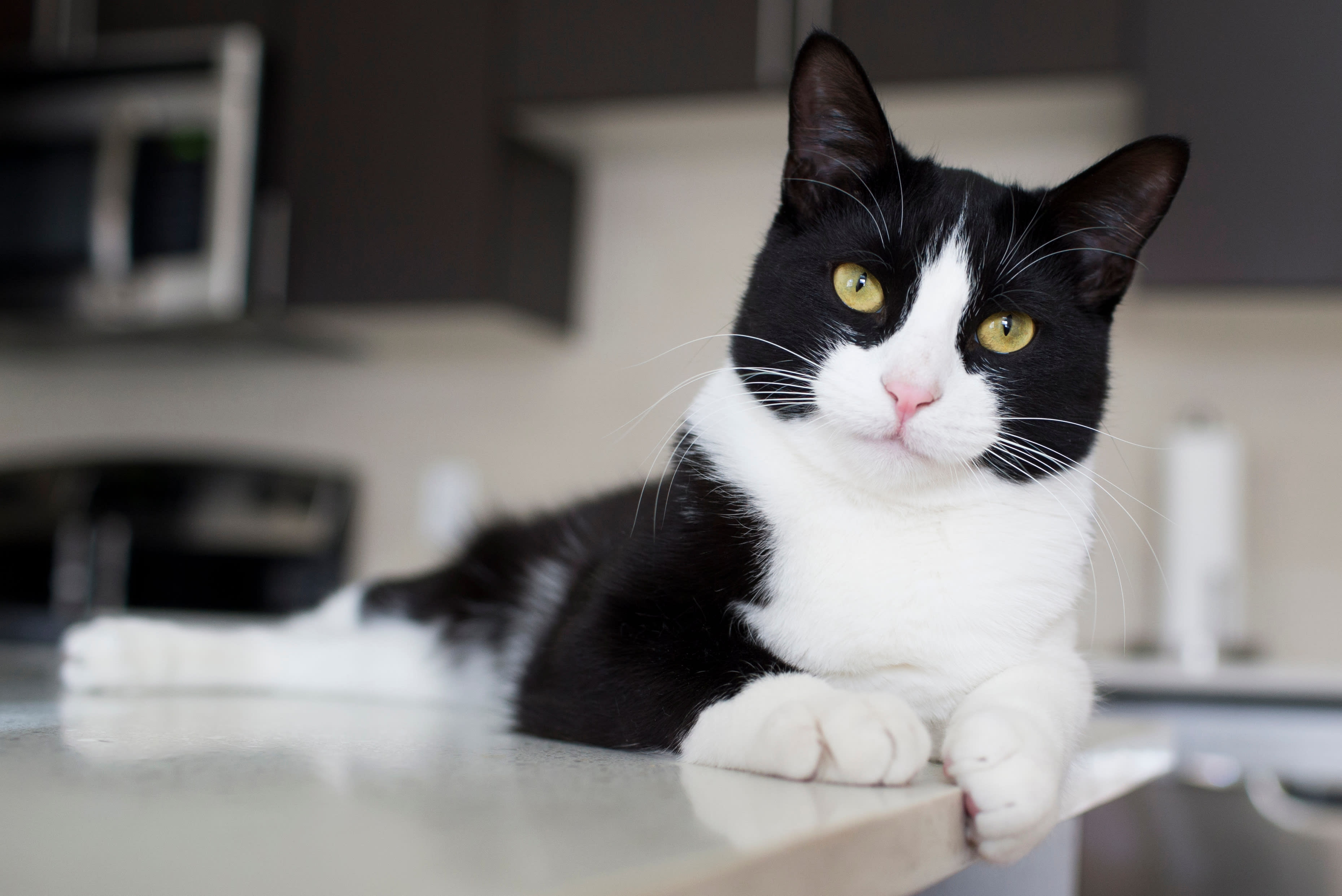 A Tuxedo Cat in Glasses Becomes TikTok Meme Gold - PetHelpful