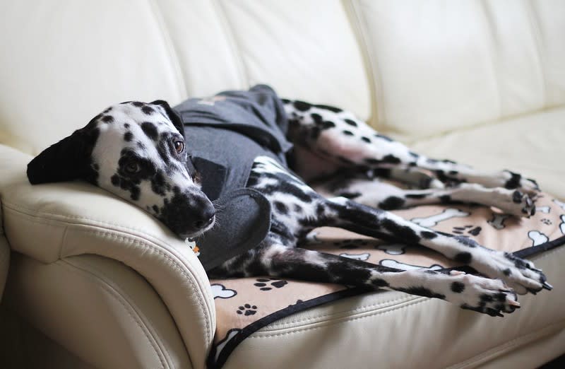 18 Great Ways to Help Your Anxious Dog Relax (Canine Anxiety ...