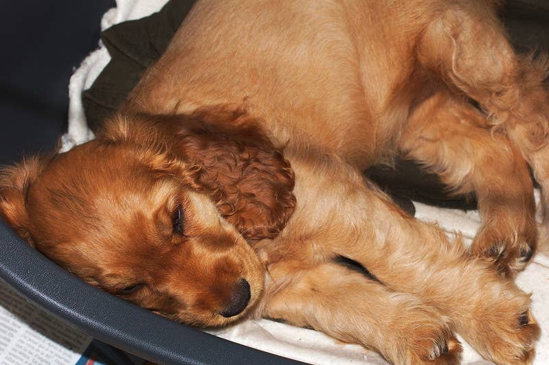 8 Reasons Not to Spay Your Dog (Current Veterinary Research and FAQ ...