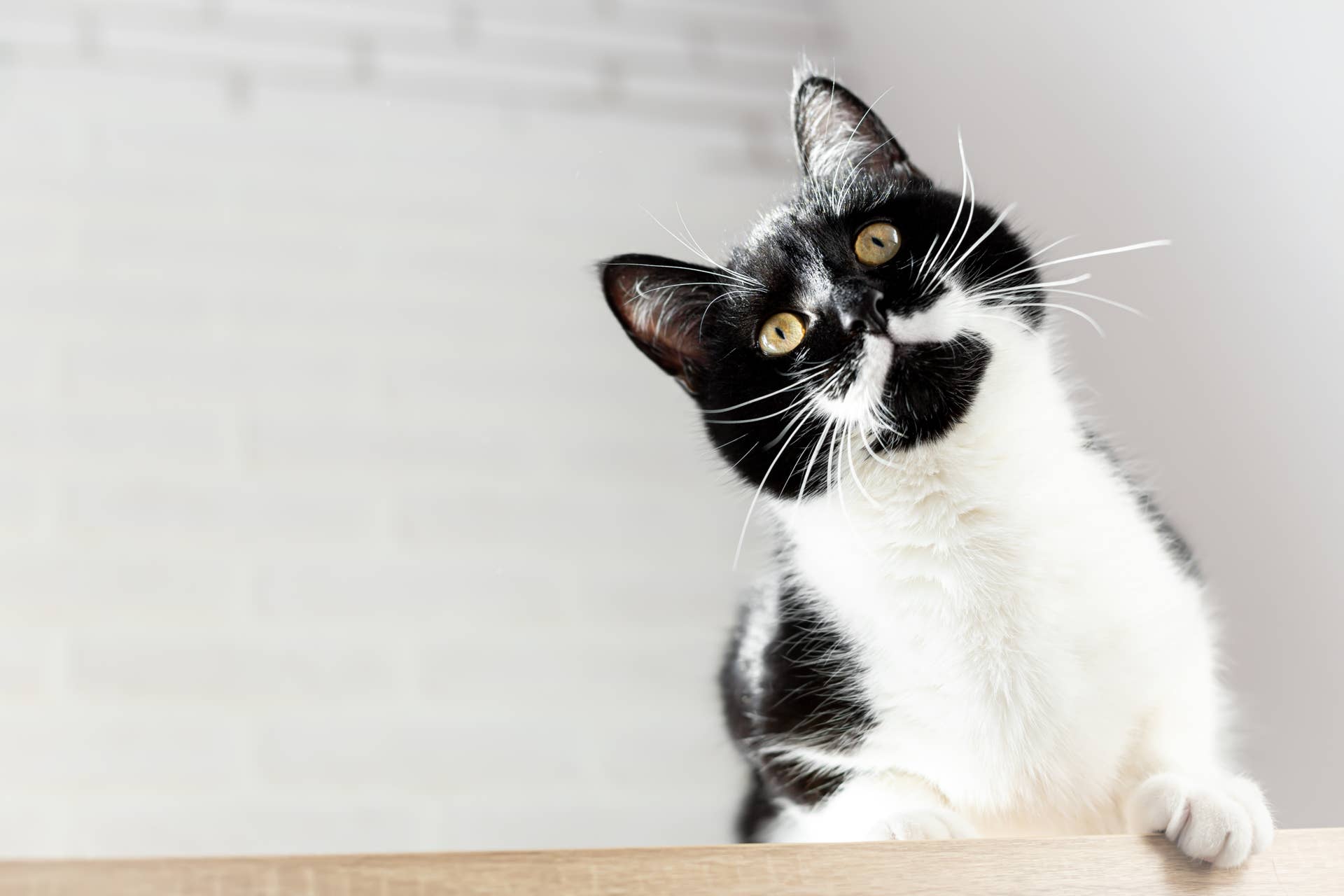 Cat Nails Role As 'Professional Fly Swatter' & It's Too Cute to Miss ...