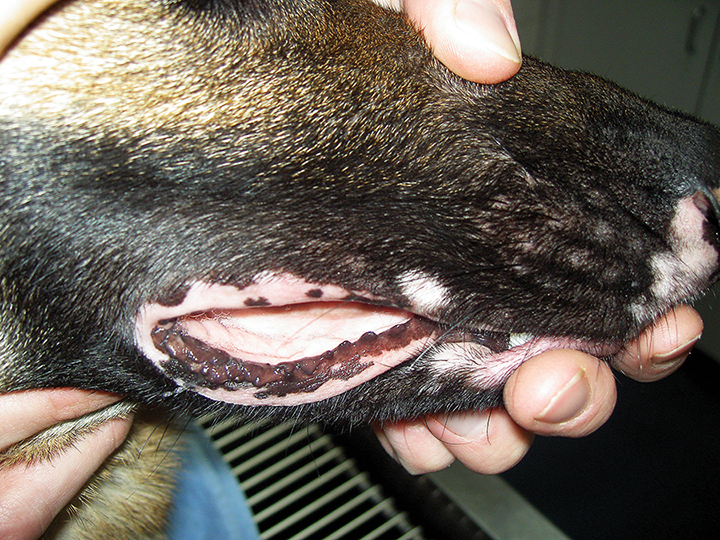 7+ Reasons Your Dog Is Losing Color on the Lips (and What to Do ...