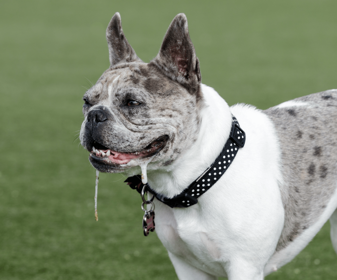 Metronidazole for Dogs: Uses, Side Effects, and Dosage - PetHelpful