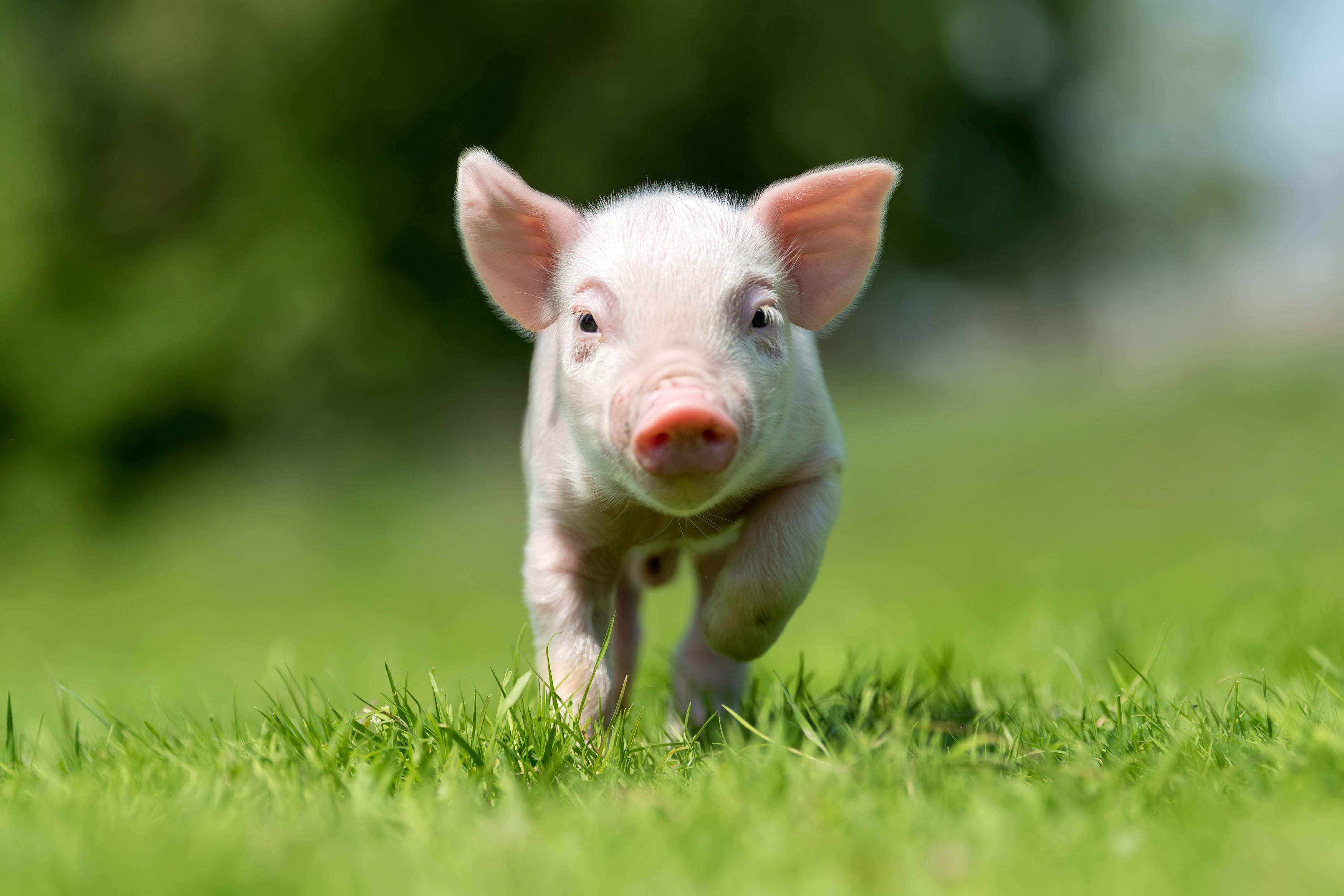250+ Pet Pig Names (Funny, Cute, Unique Ideas) - PetHelpful