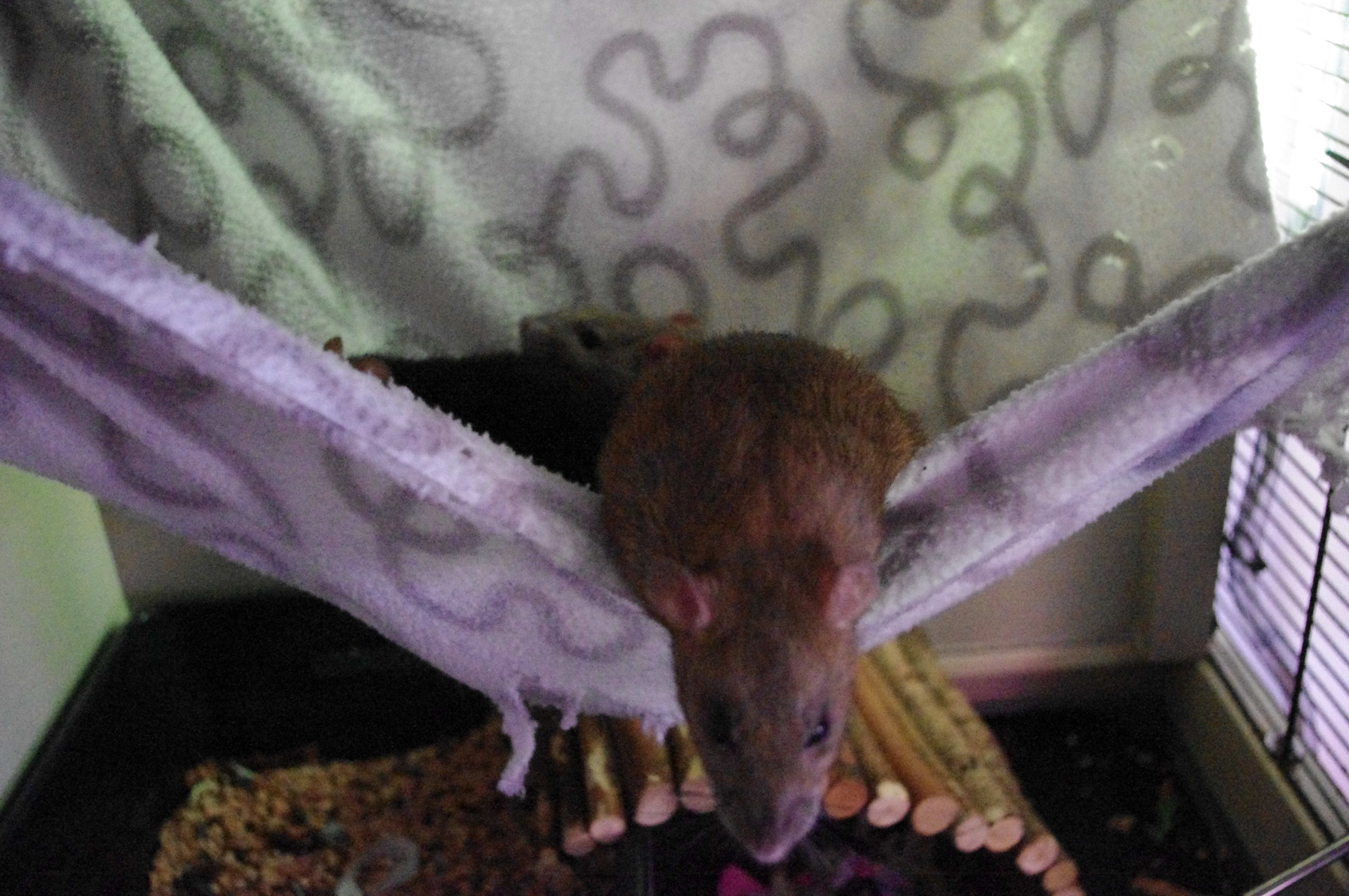 How to Create DIY Toys and Features for Your Rats’ Enclosure - PetHelpful