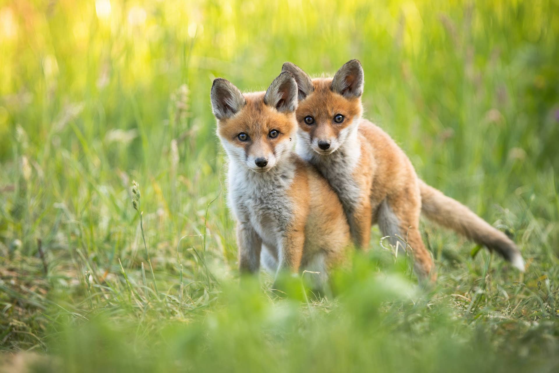 Baby Fox Takes Refuge on Woman's Porch During Storm and Everyone's ...