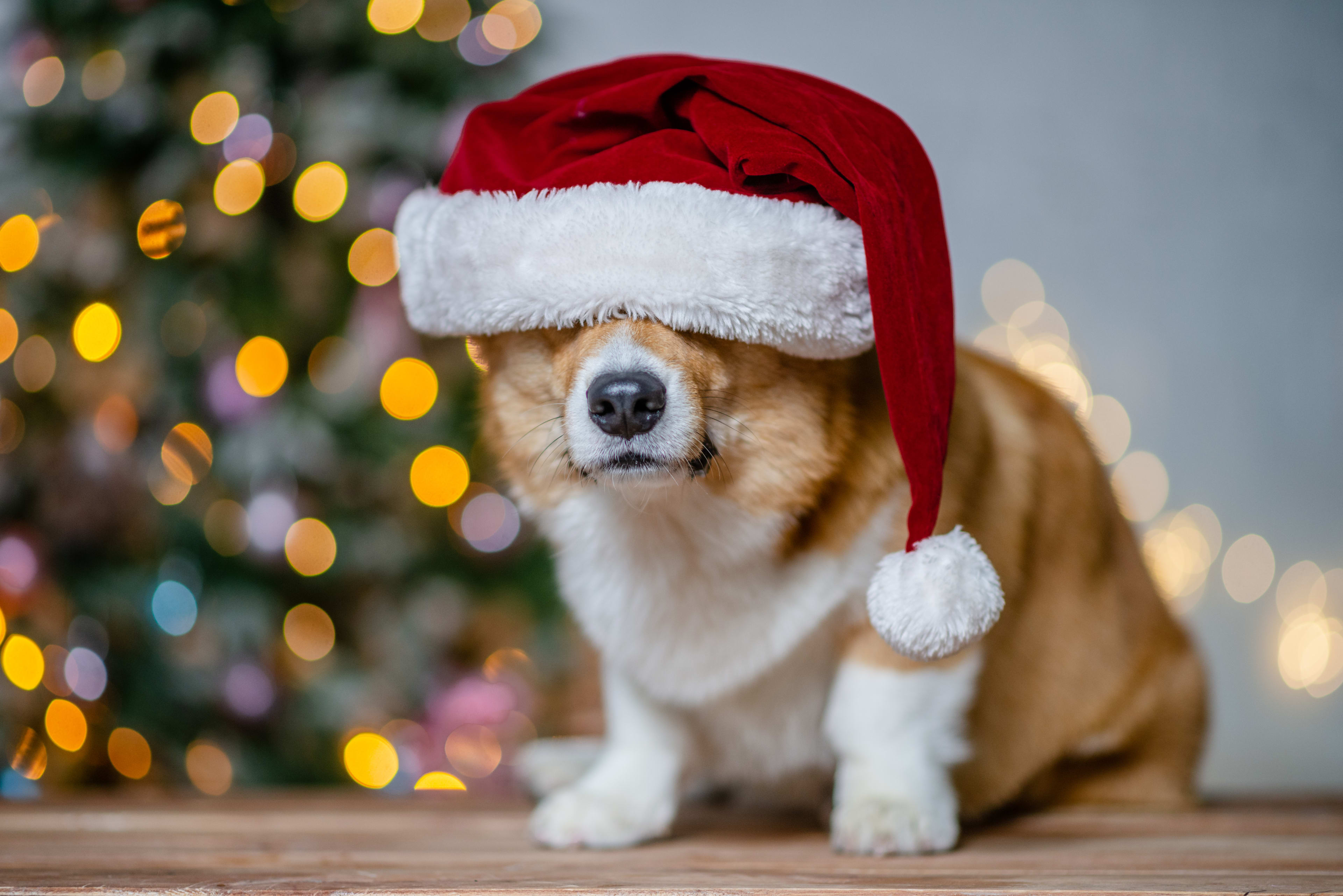 Corgis’ Priceless Way of Upstaging Couple’s Holiday Photos Will Make ...