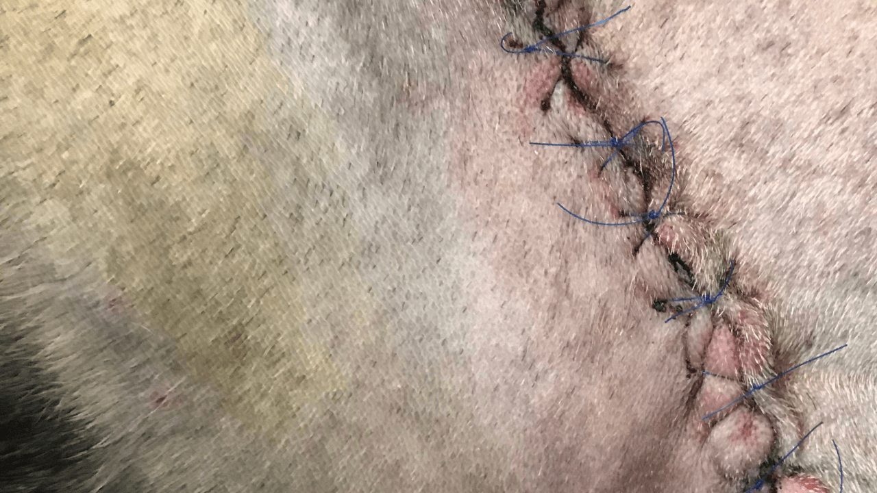 How to Care for Dog Stitches After Surgery (Vet-Reviewed) - PetHelpful