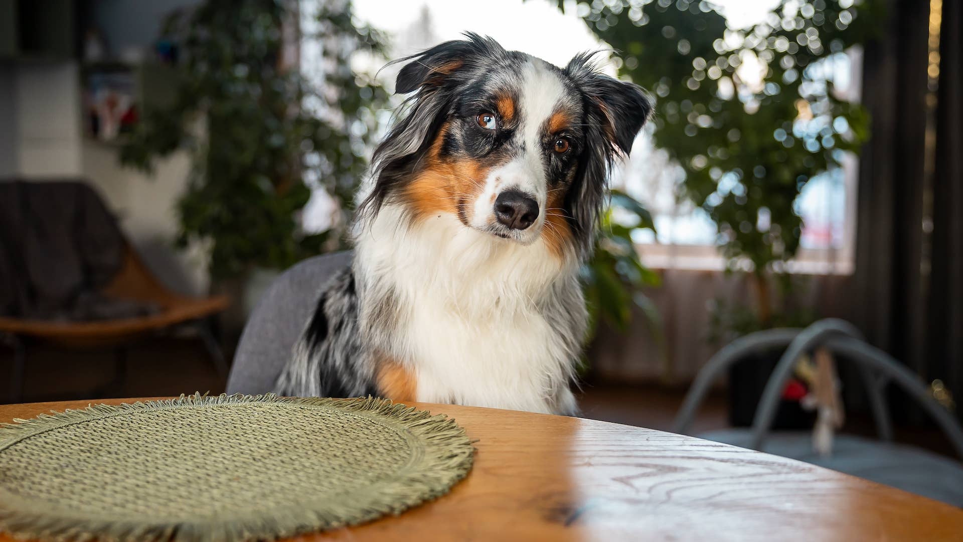 Older Australian Shepherd Sees the Puppy Training and Starts Doing the ...