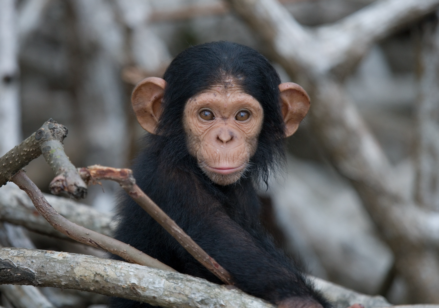 Heartwarming Video Shows Chimp's Sweet Reaction to Reuniting with ...