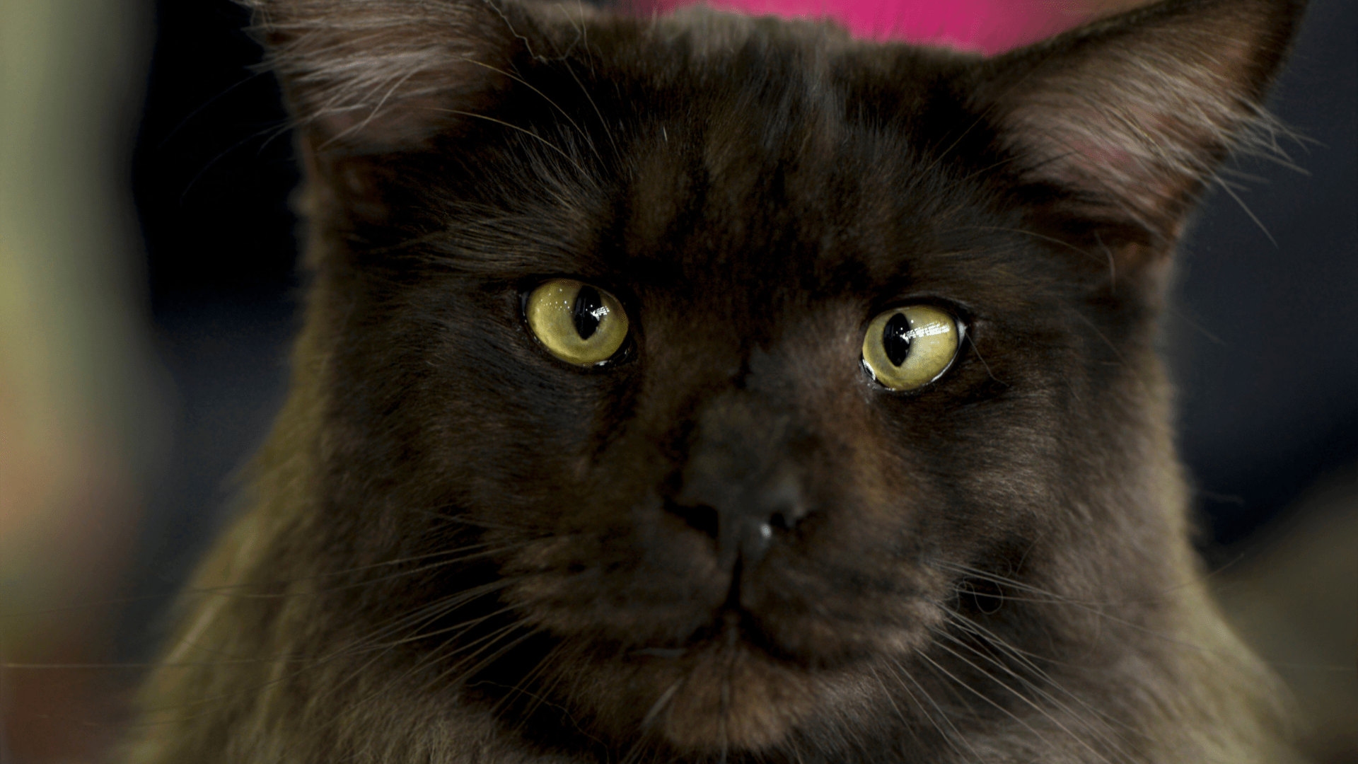 Maine Coon Kitten's Unique Color and 'Frost Effect' Has People Doing a ...