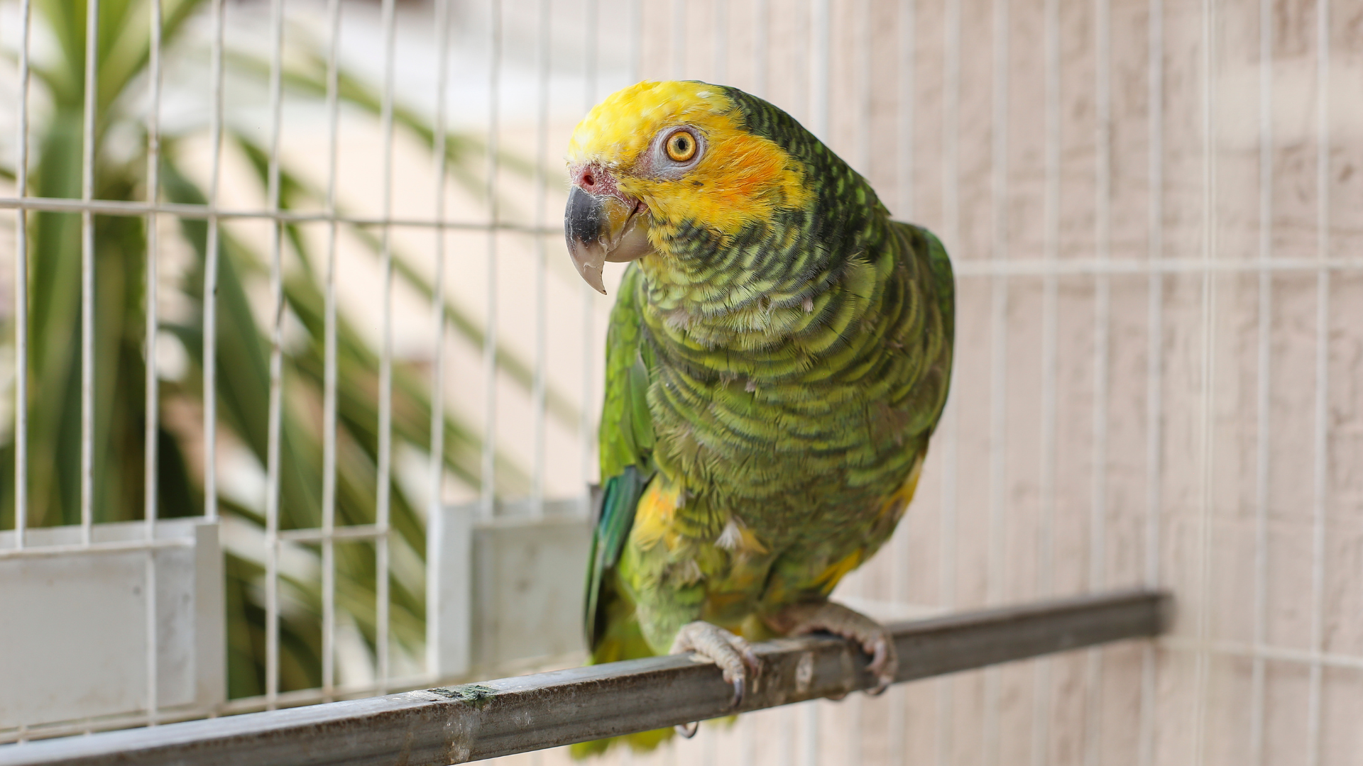 Baby Amazon Parrot Sings 'Wheels on the Bus' in the Cutest Little ...