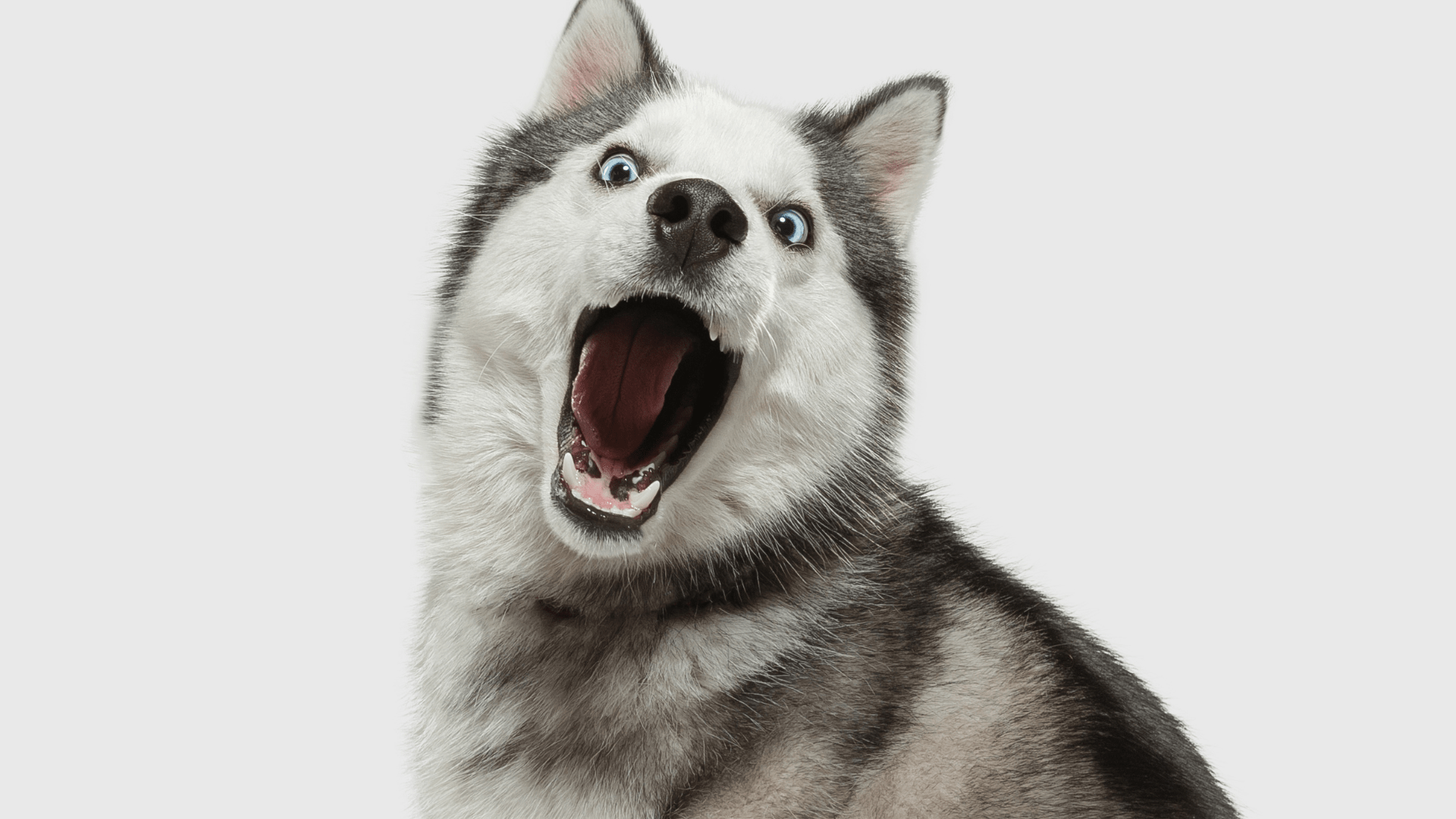 Husky Argues With Dad Just Like a Kid When Told It’s Time to Come ...