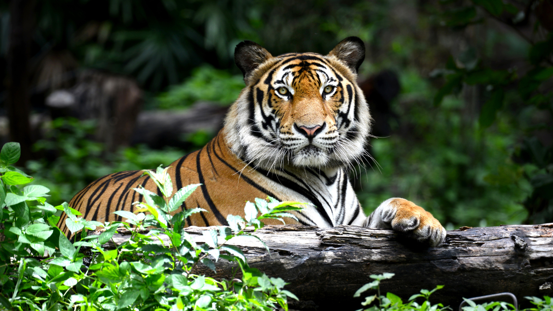 Relaxed Pet Tiger Gets a Ride on the Kayak and Enjoys Every Second ...