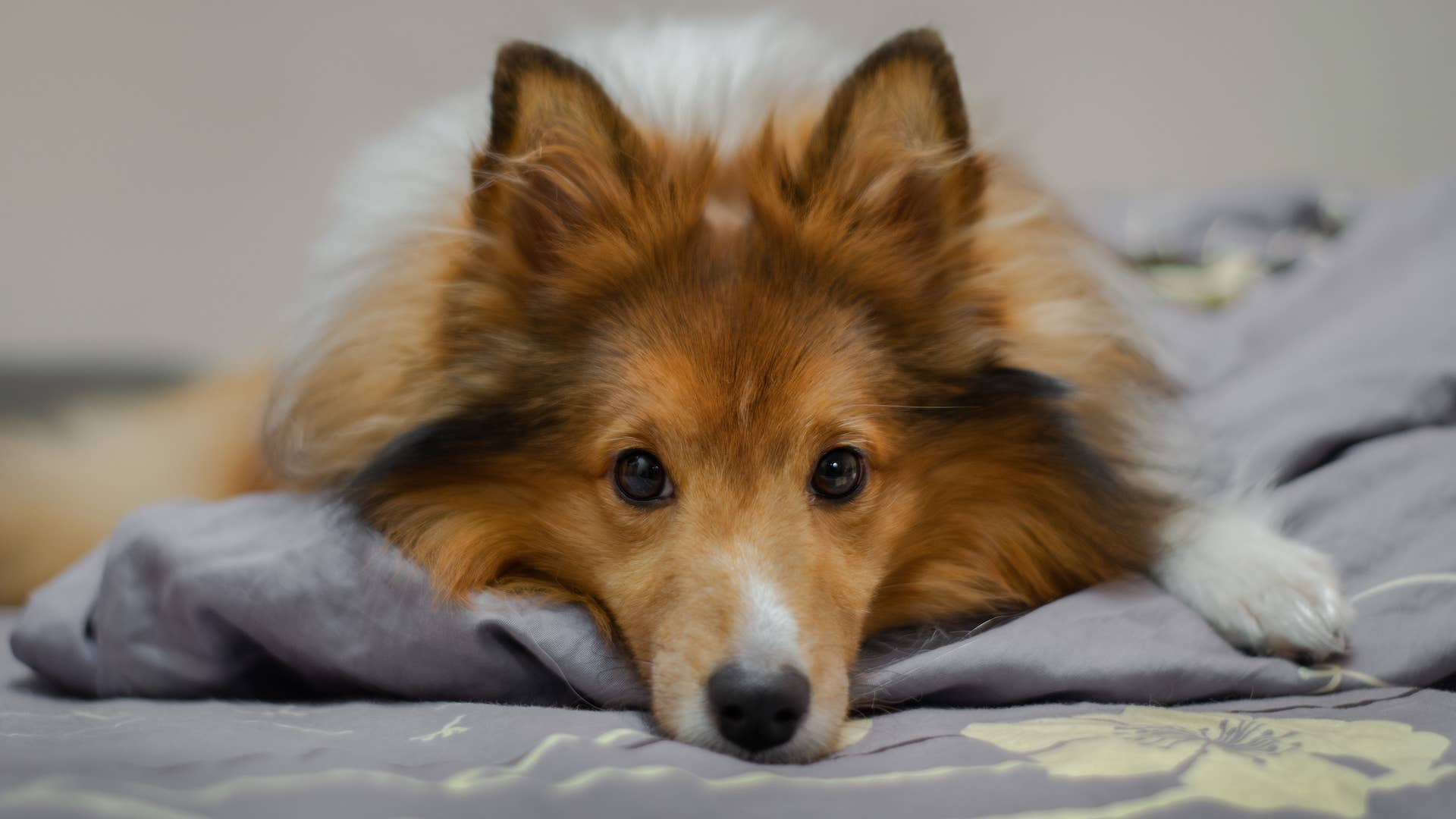 Sheltie Dog 'Benny' Looks Hilariously Terrified of His New Job As ...