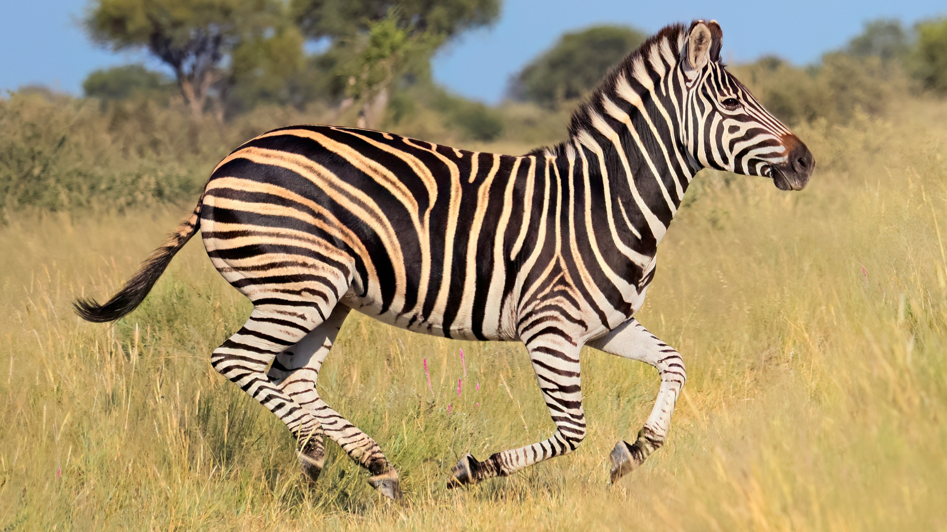 Footage of the ‘Tennessee Zebra’ Being Saved Is Giving ‘Defying Gravity ...