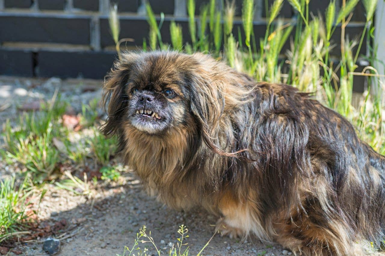 Top Reasons Why You Should Not Get a Dog - PetHelpful