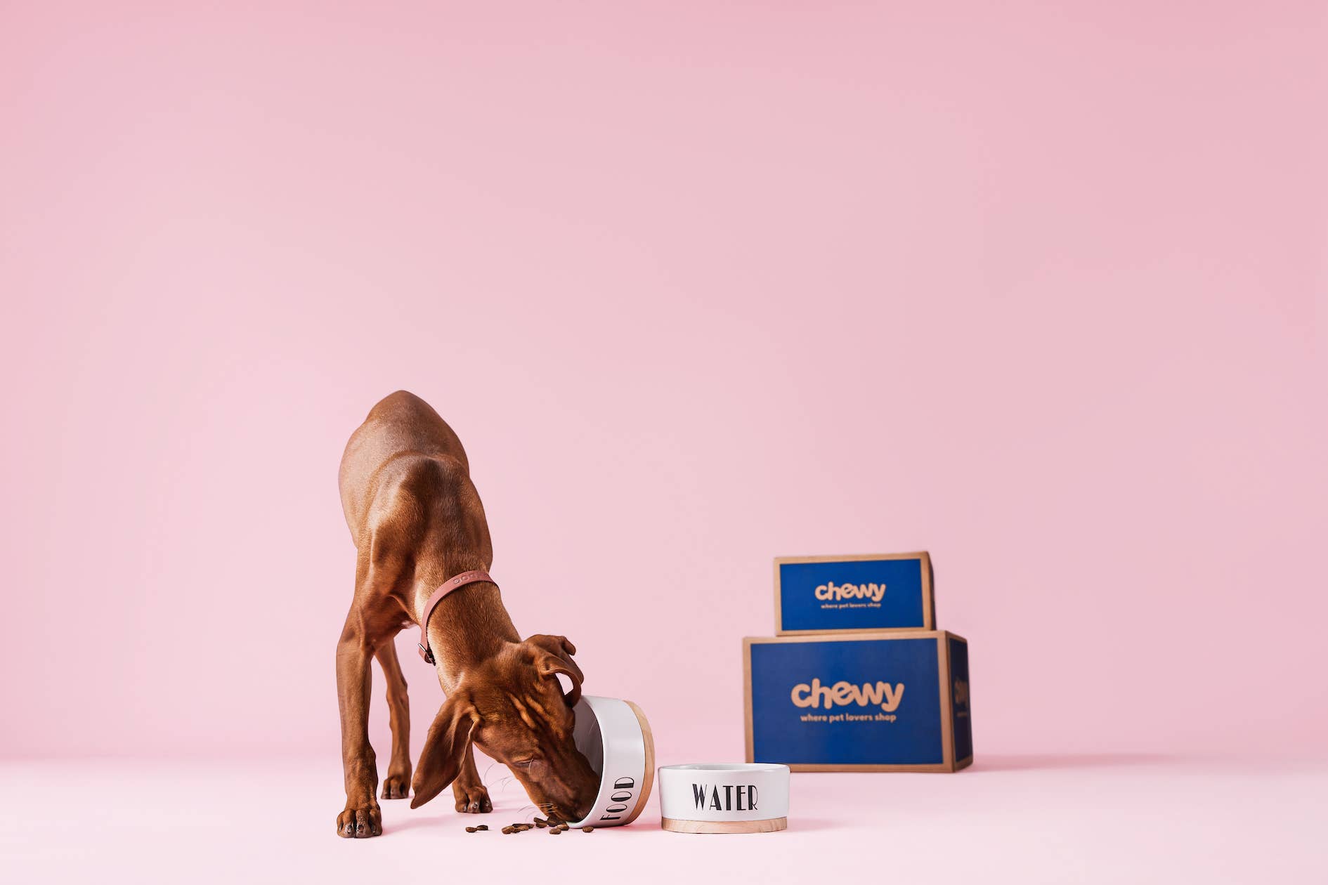 Chewy’s K&H Self-Warming Crate Pad Is a Must-Have - PetHelpful