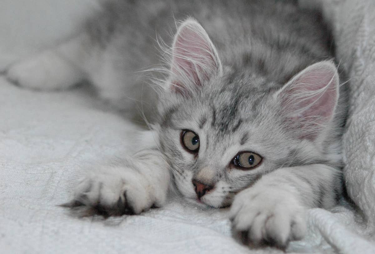 Adorable Kitten’s Tiny ‘Toe Beans’ Are Breaking the Internet - PetHelpful