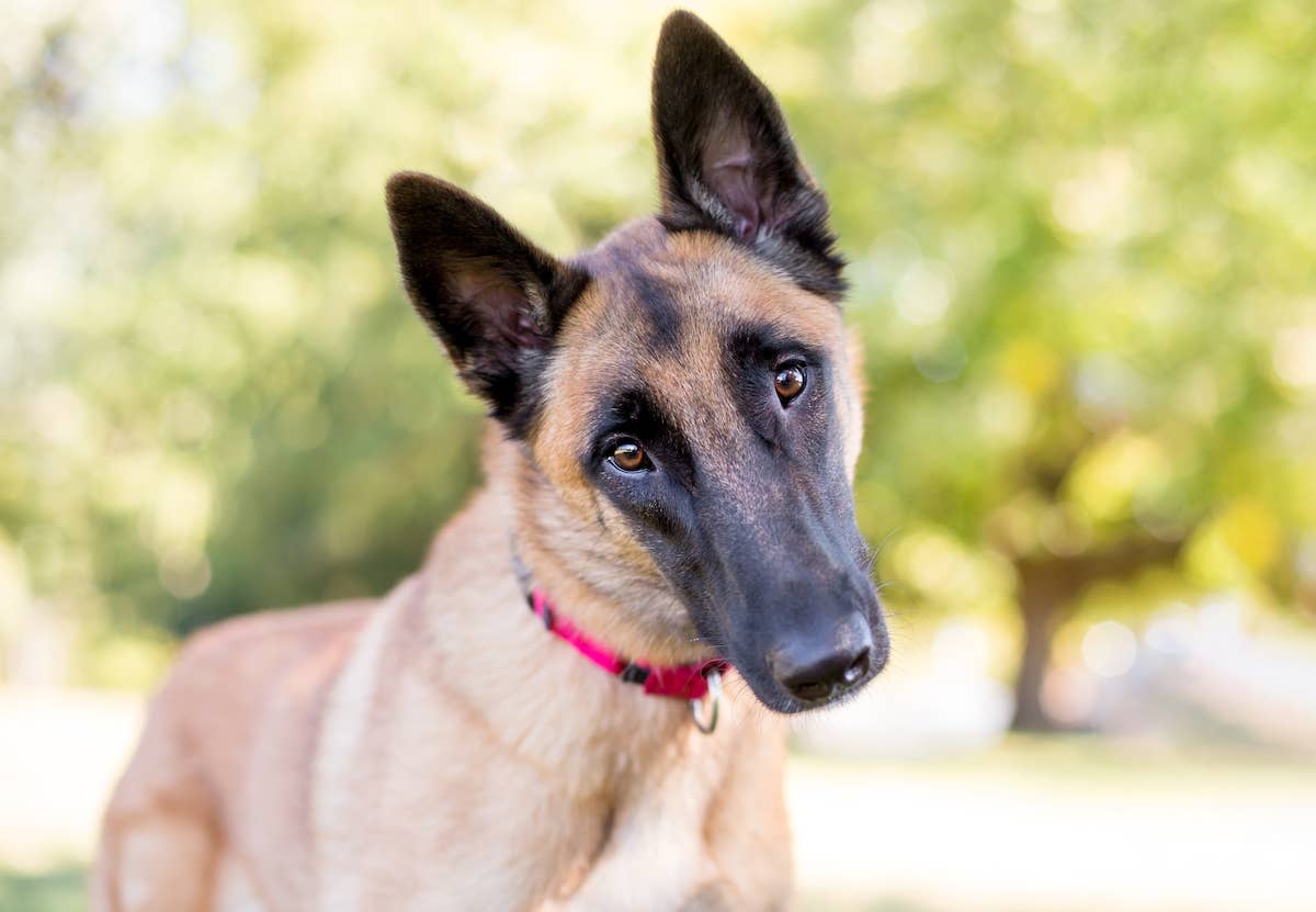Belgian Malinois Steals the Show With Hilarious Reaction To Metallica ...