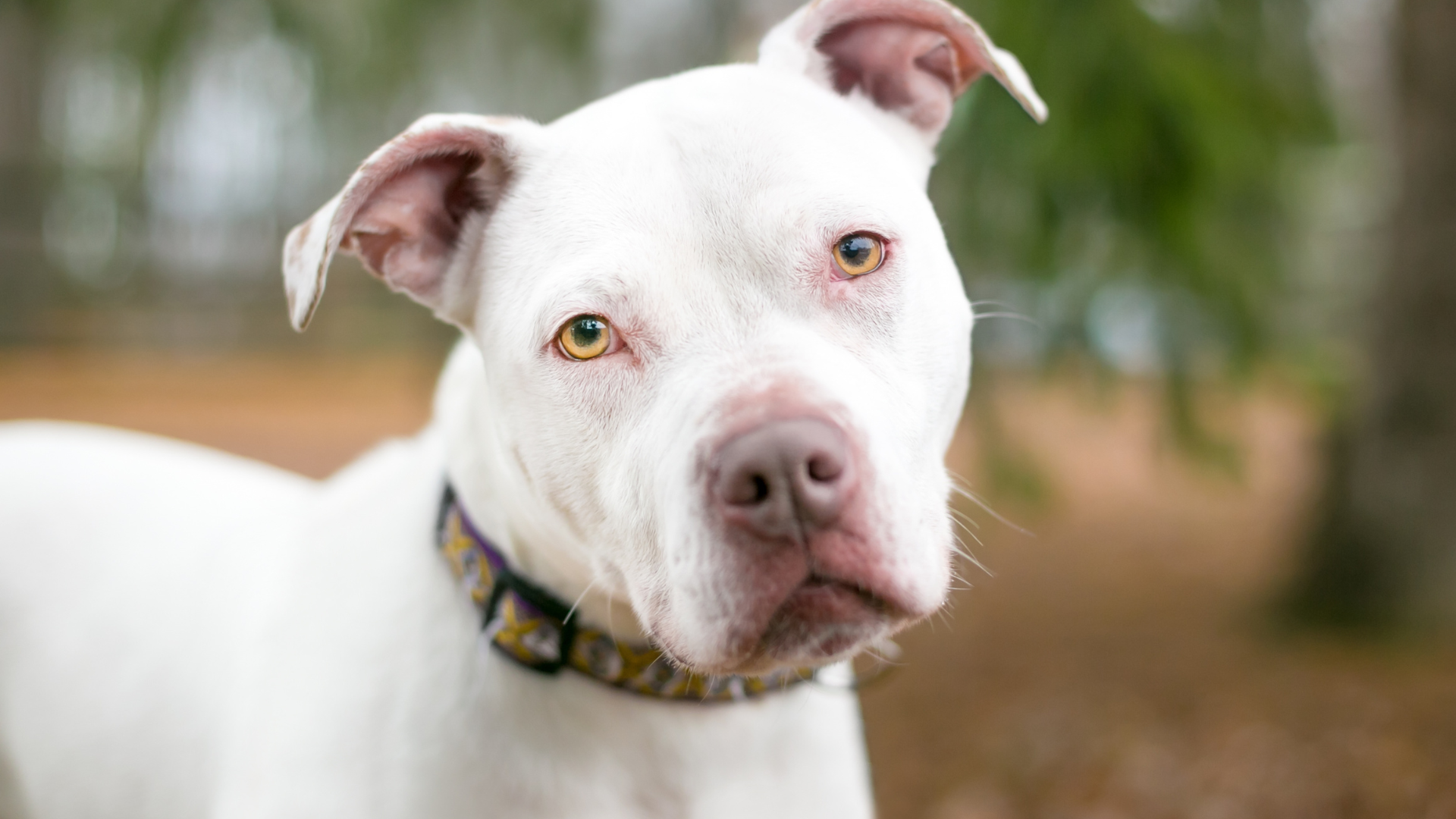 Deaf Dogo Argentino Puppy's Adorable Sounds While 'Learning How to Bark ...