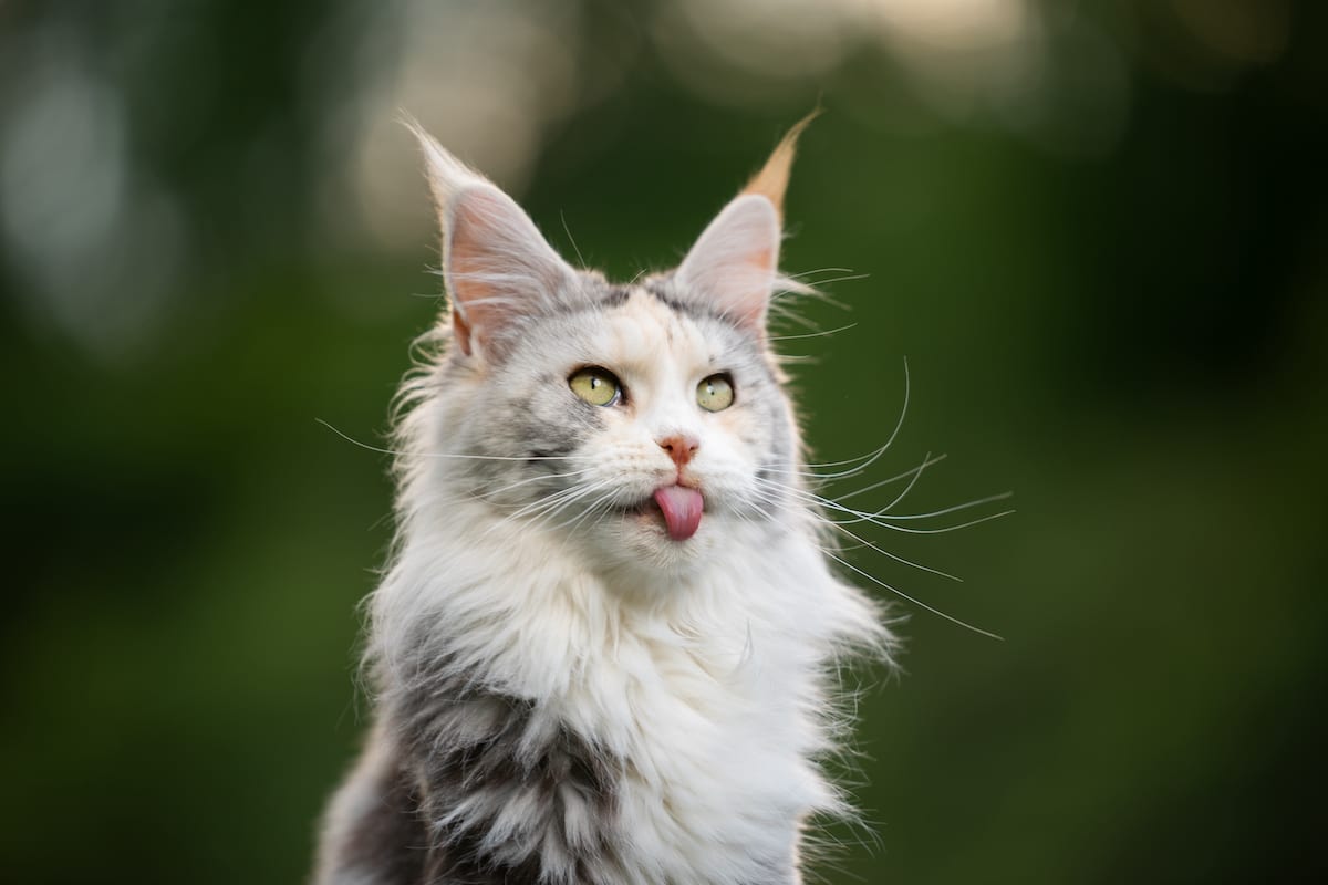 7 Great Reasons Maine Coon Cats Make the Best Pets - PetHelpful