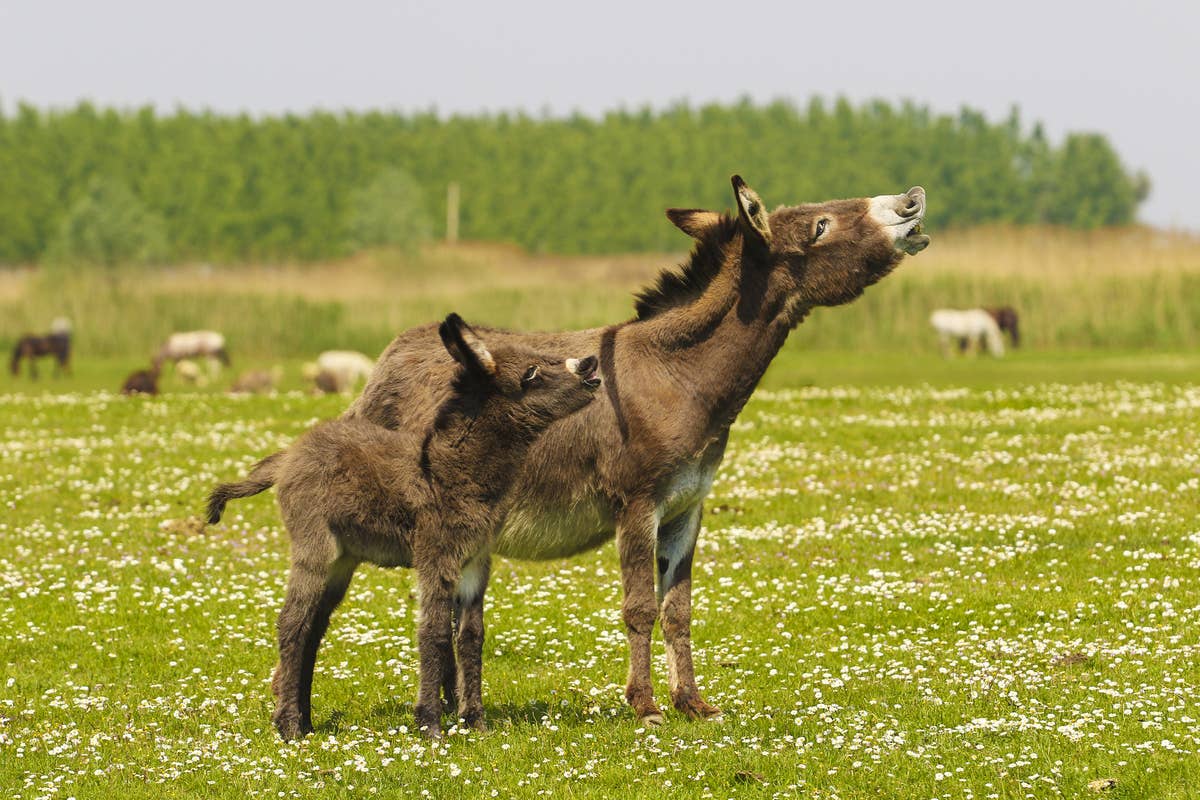 10 Cute Facts About Donkeys Most People Probably Don't Know - PetHelpful