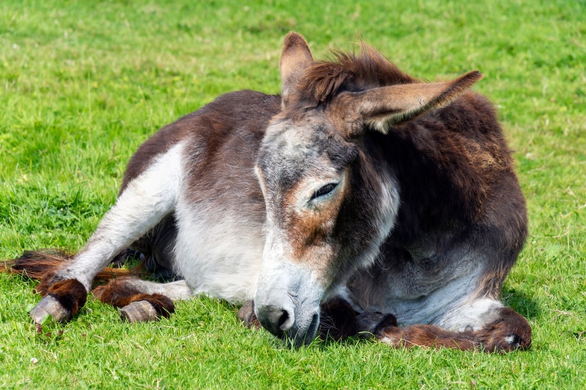 10 Cute Facts About Donkeys Most People Probably Don't Know - PetHelpful