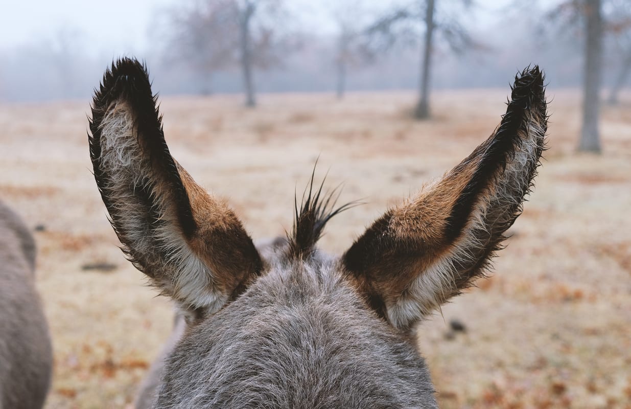 10 Cute Facts About Donkeys Most People Probably Don't Know - PetHelpful