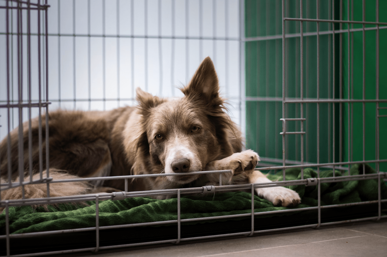 Why Is My Dog Pooping in the Middle of the Night? - PetHelpful