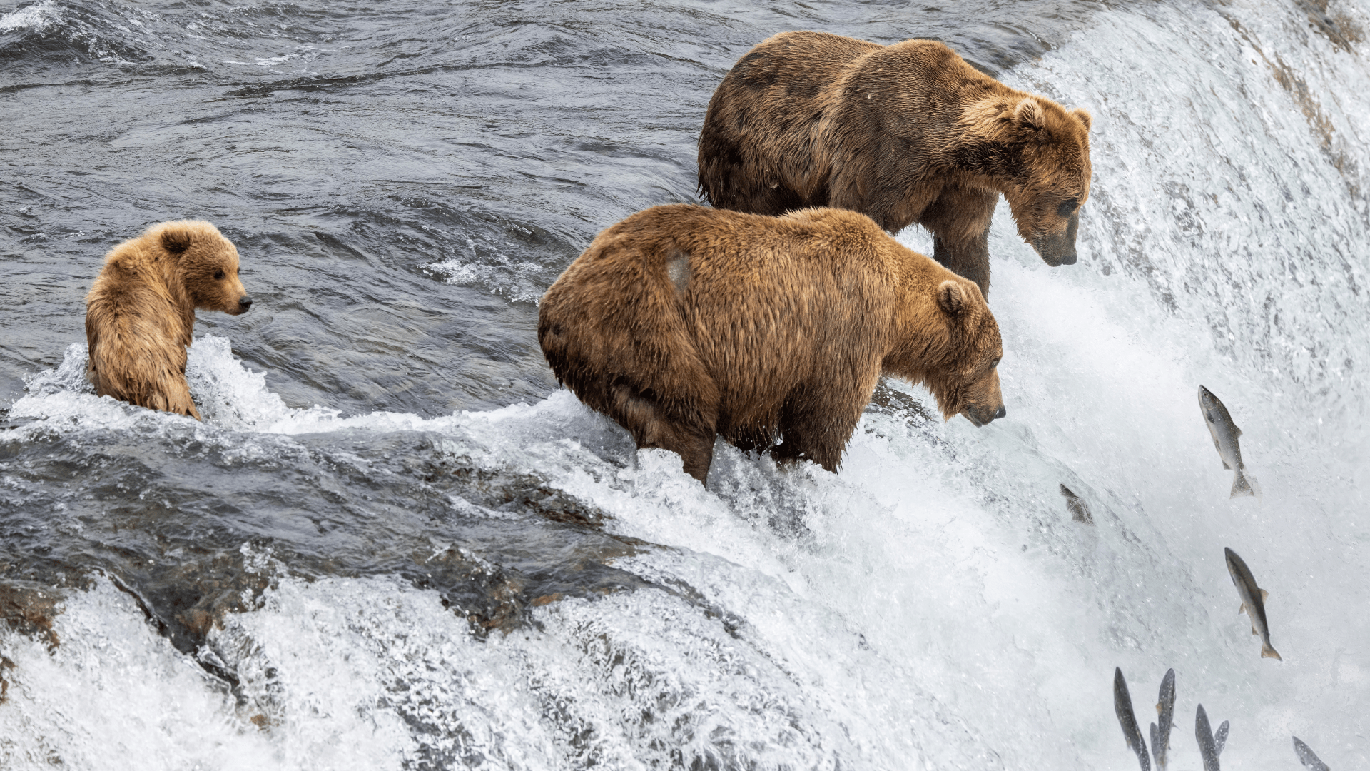Brown Bear Seen Leaping From Waterfall at Famous National Park Has To ...
