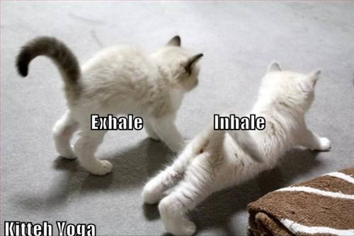 20 Funny Cat Memes to Celebrate International Cat Day - PetHelpful