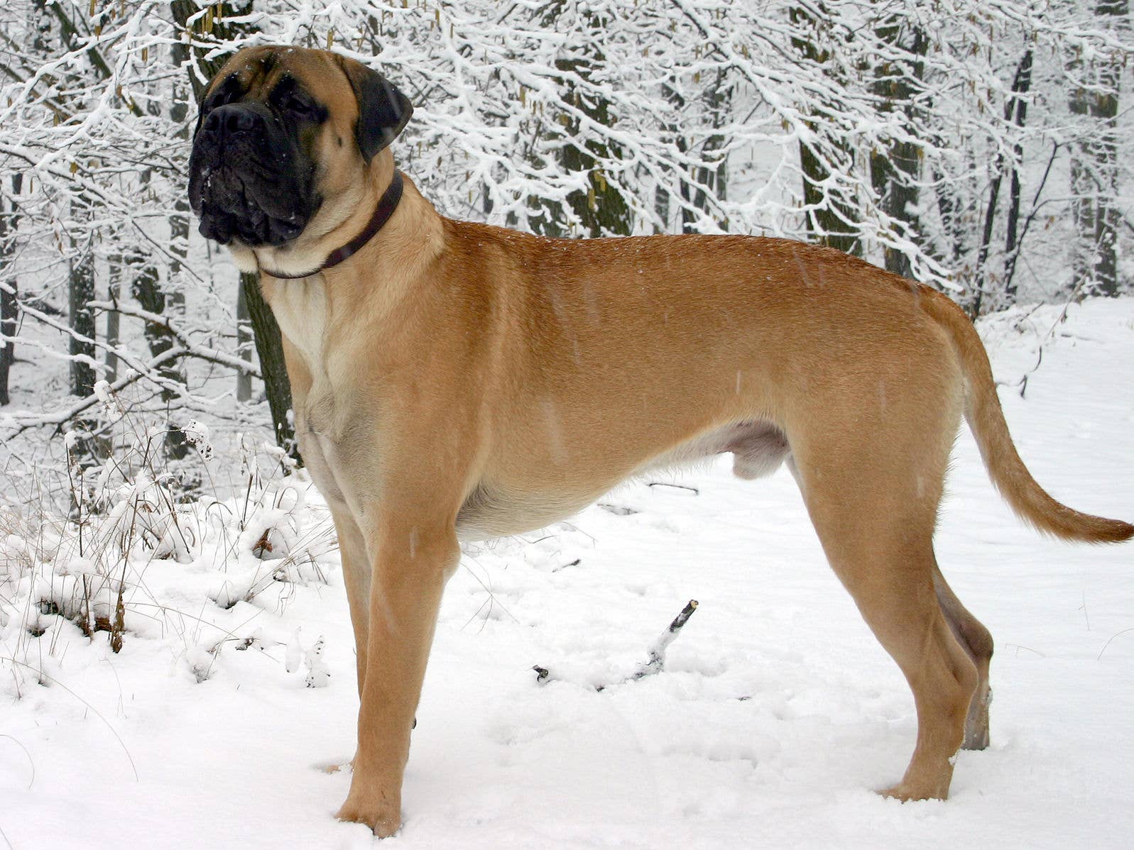 10 Awesome Guard Dog Breeds That Do Not Shed Much