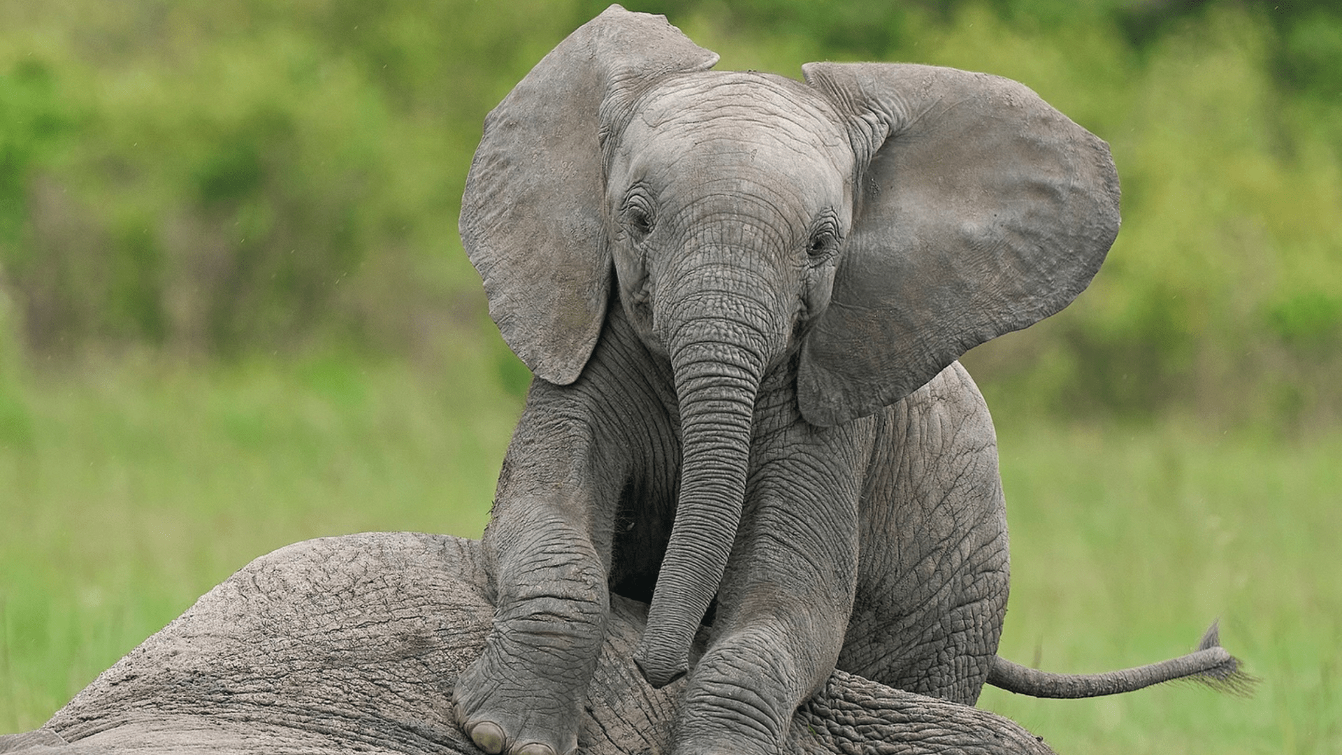 Baby Elephant at Oregon Zoo Throws Her Own 'Floral Parade' - PetHelpful