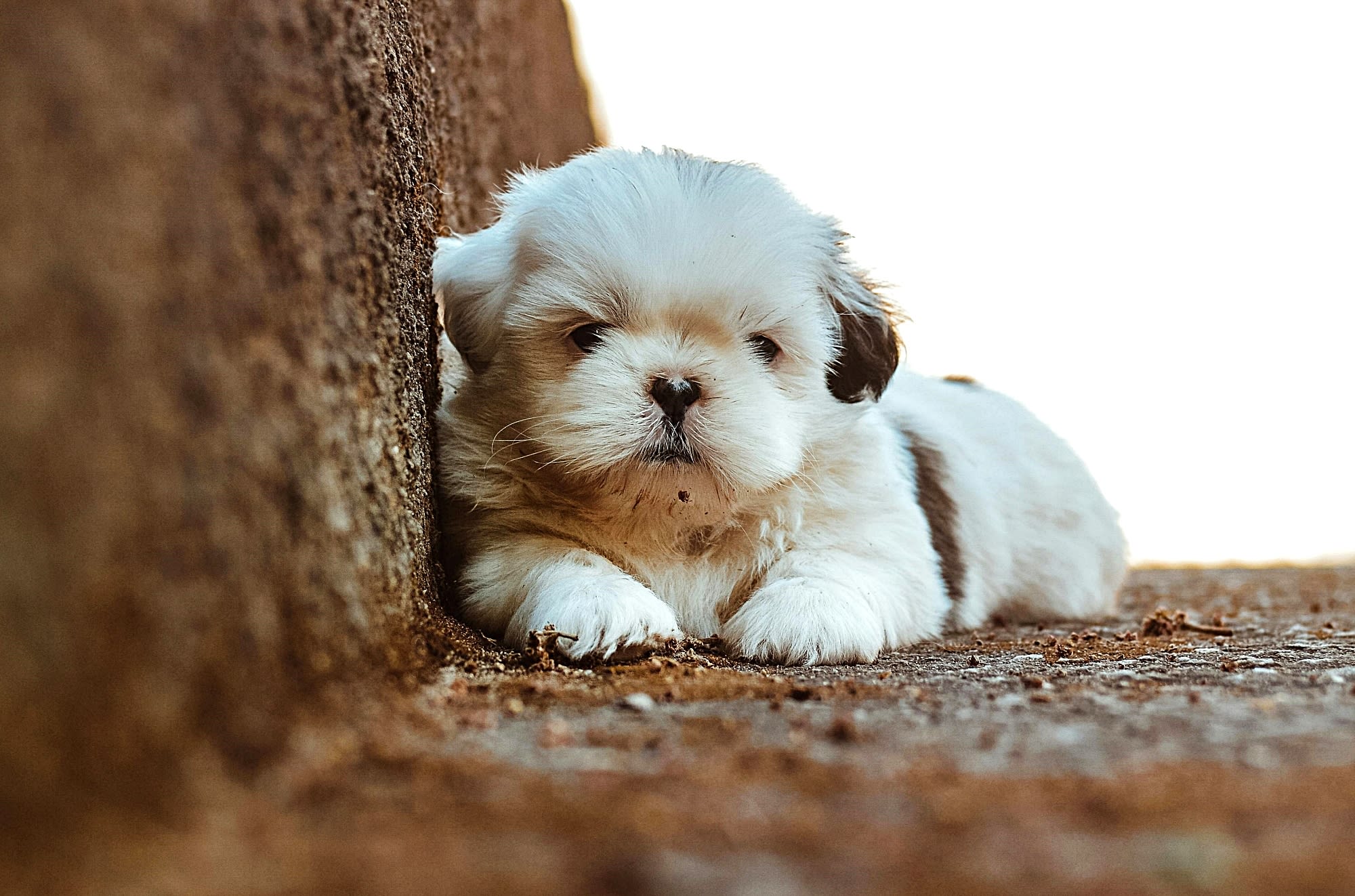 Interesting Facts and Myths About the Runt of the Litter