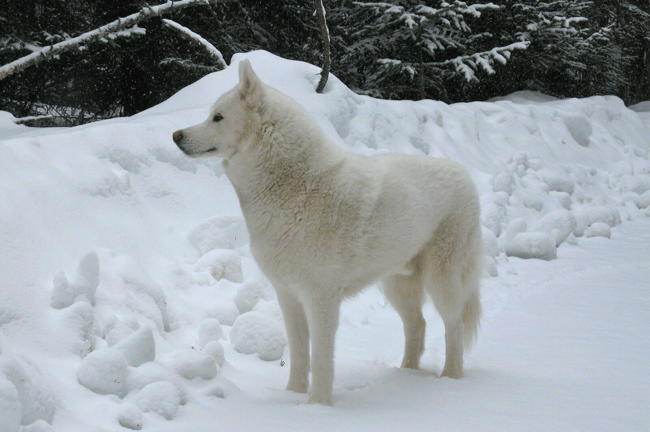 The White Siberian Husky: Genetics, Breed Traits, and More